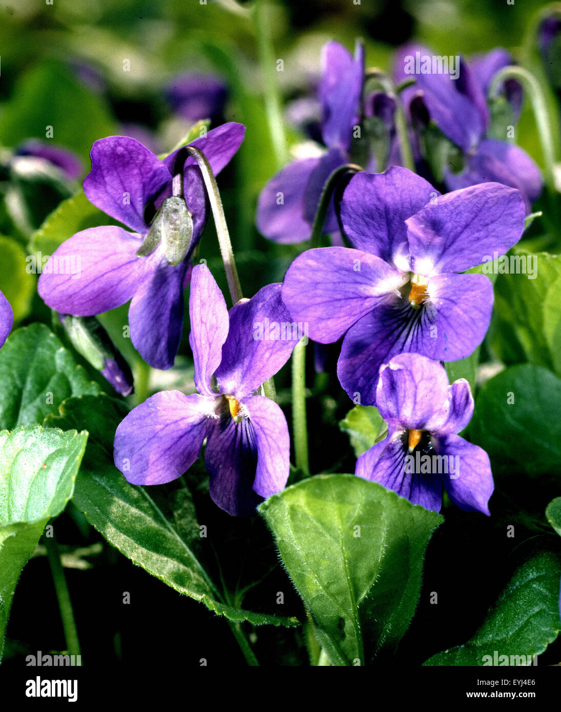 Veilchen, Duftveilchen, Viola odorata Stock Photo - Alamy