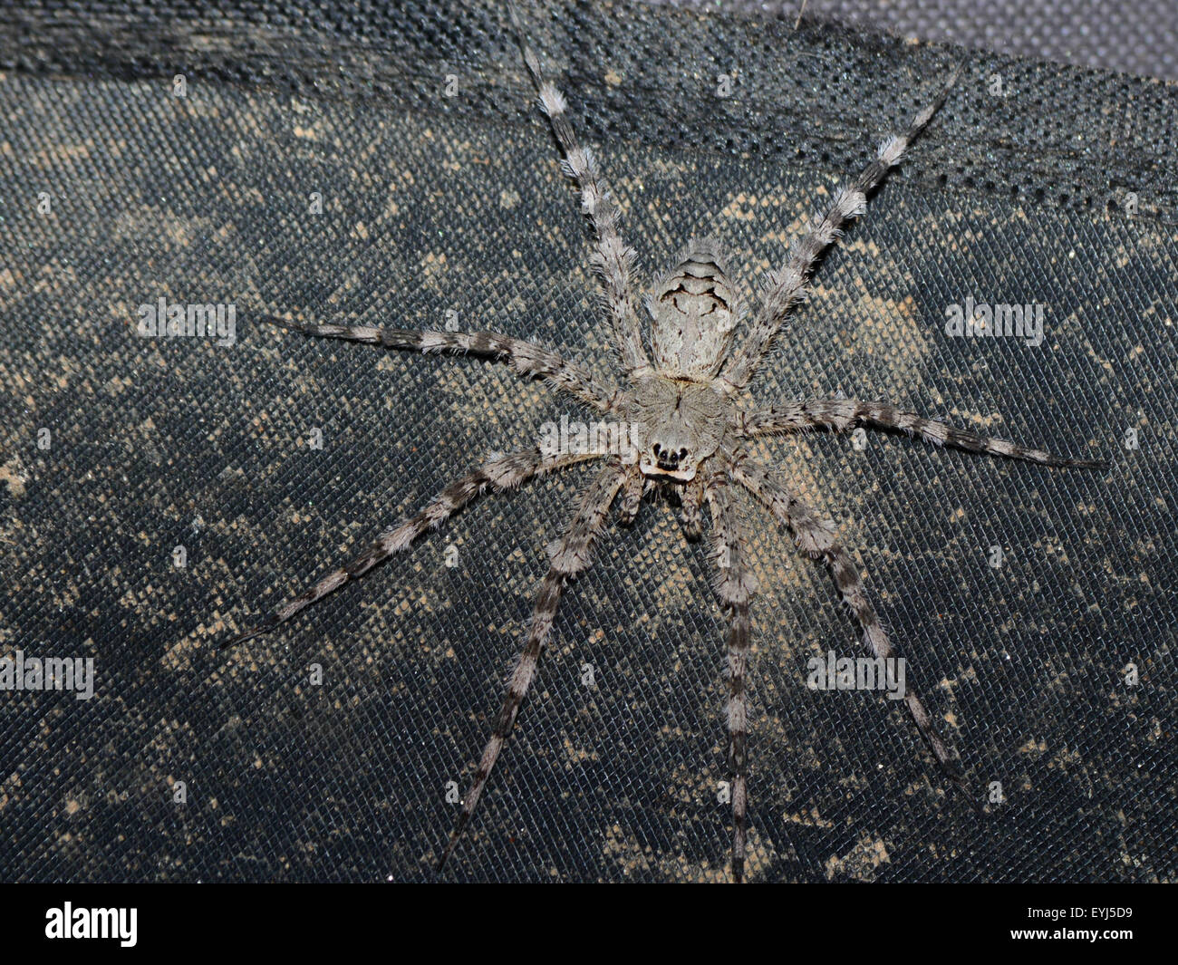 Spider 8 hi-res stock photography and images - Alamy