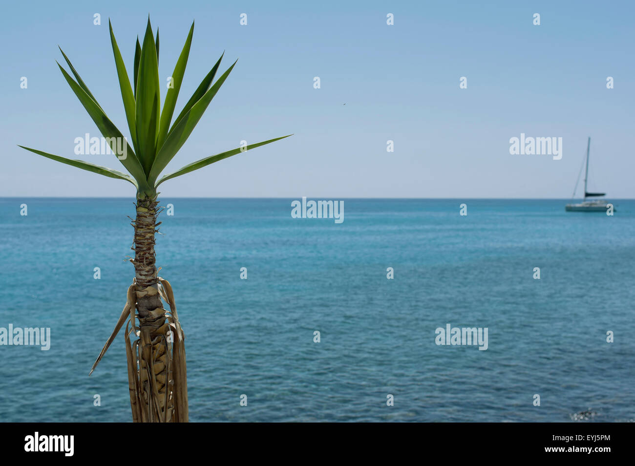 Palm Tree And Ship Stock Photo - Alamy