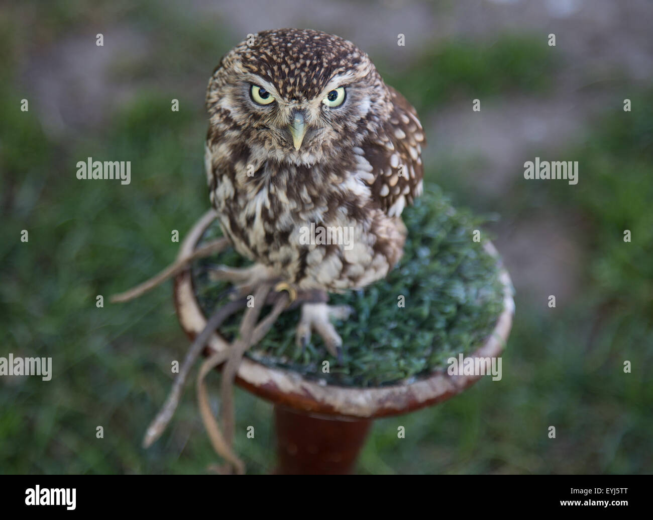 Eagle baby hi-res stock photography and images - Alamy