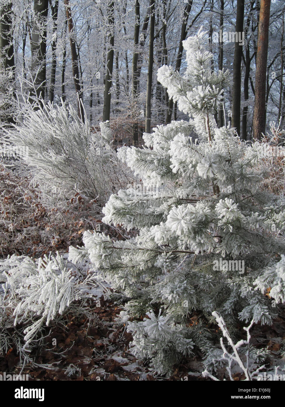 Small pine tree in snow hi-res stock photography and images - Alamy