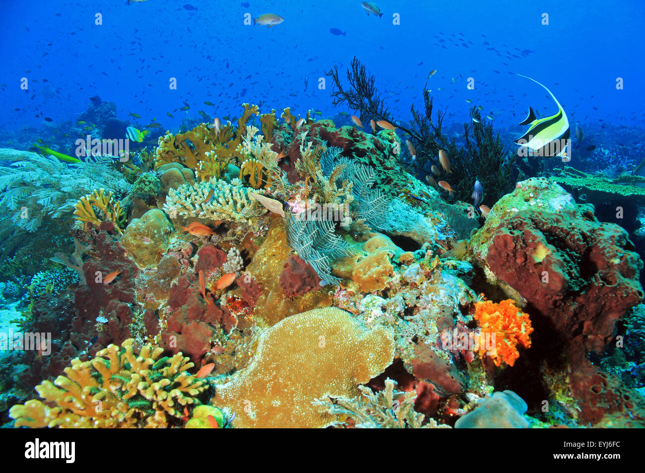 Colorful coral reef komodo hi-res stock photography and images - Alamy