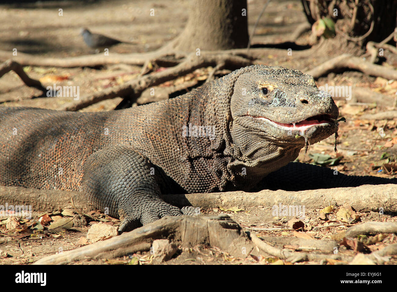 Close Shot of a Komodo Dragon (Varanus Komodoensis) with Drooling Mouth ...