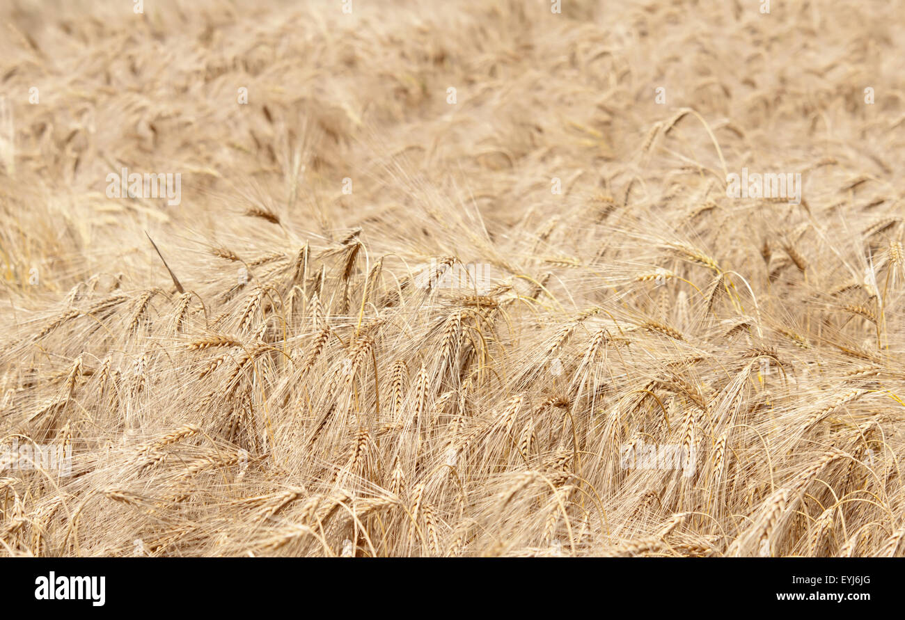Ears of ripe barley growing on a farm field Stock Photo - Alamy