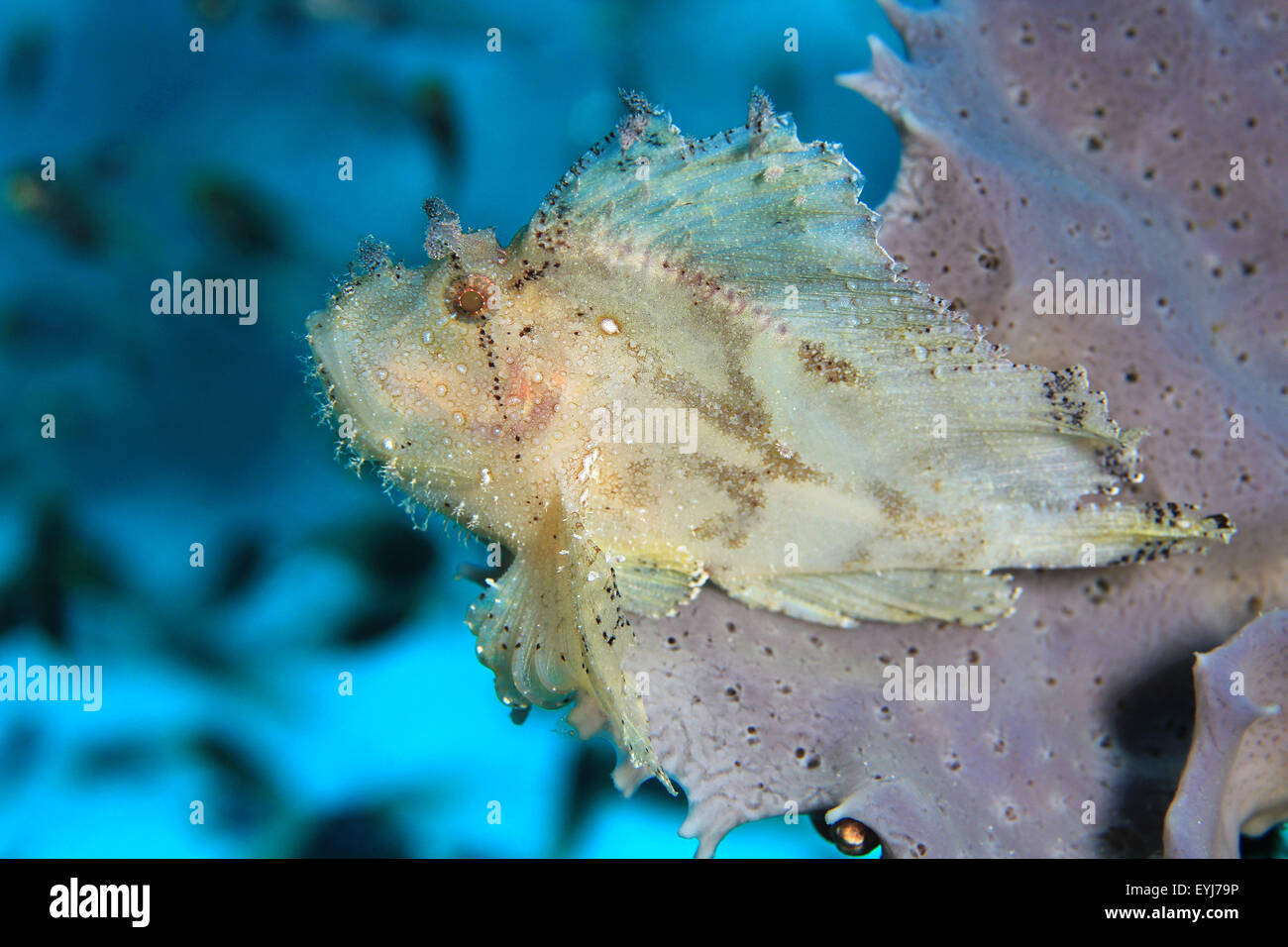 Leaf Scorpionfish (Taenianotus Triacanthus, aka Leaf Fish, Paperfish ...