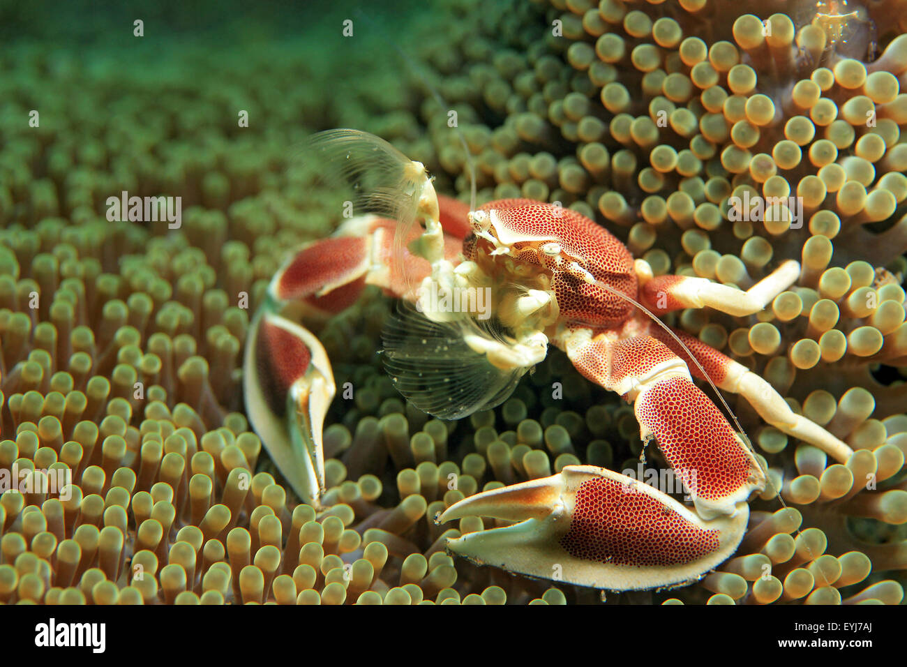 Spotted Porcelain Crab (Neopetrolisthes Maculatus) in an Anemone ...