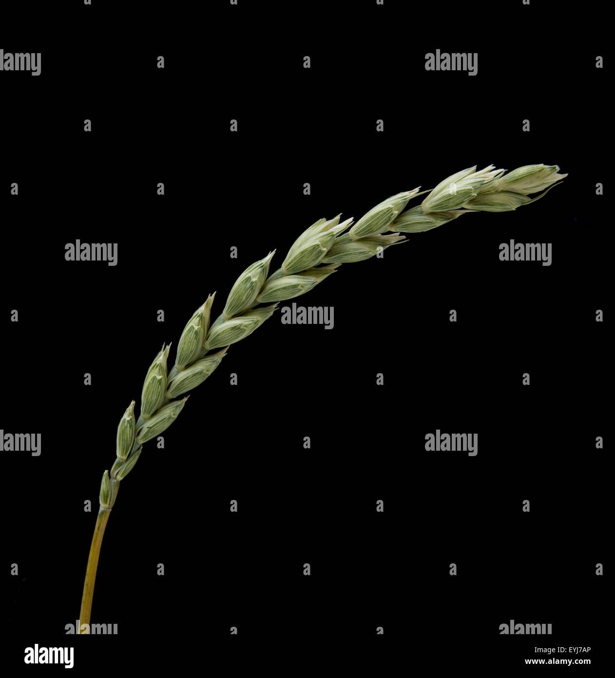 Dinkel acker hi-res stock photography and images - Alamy