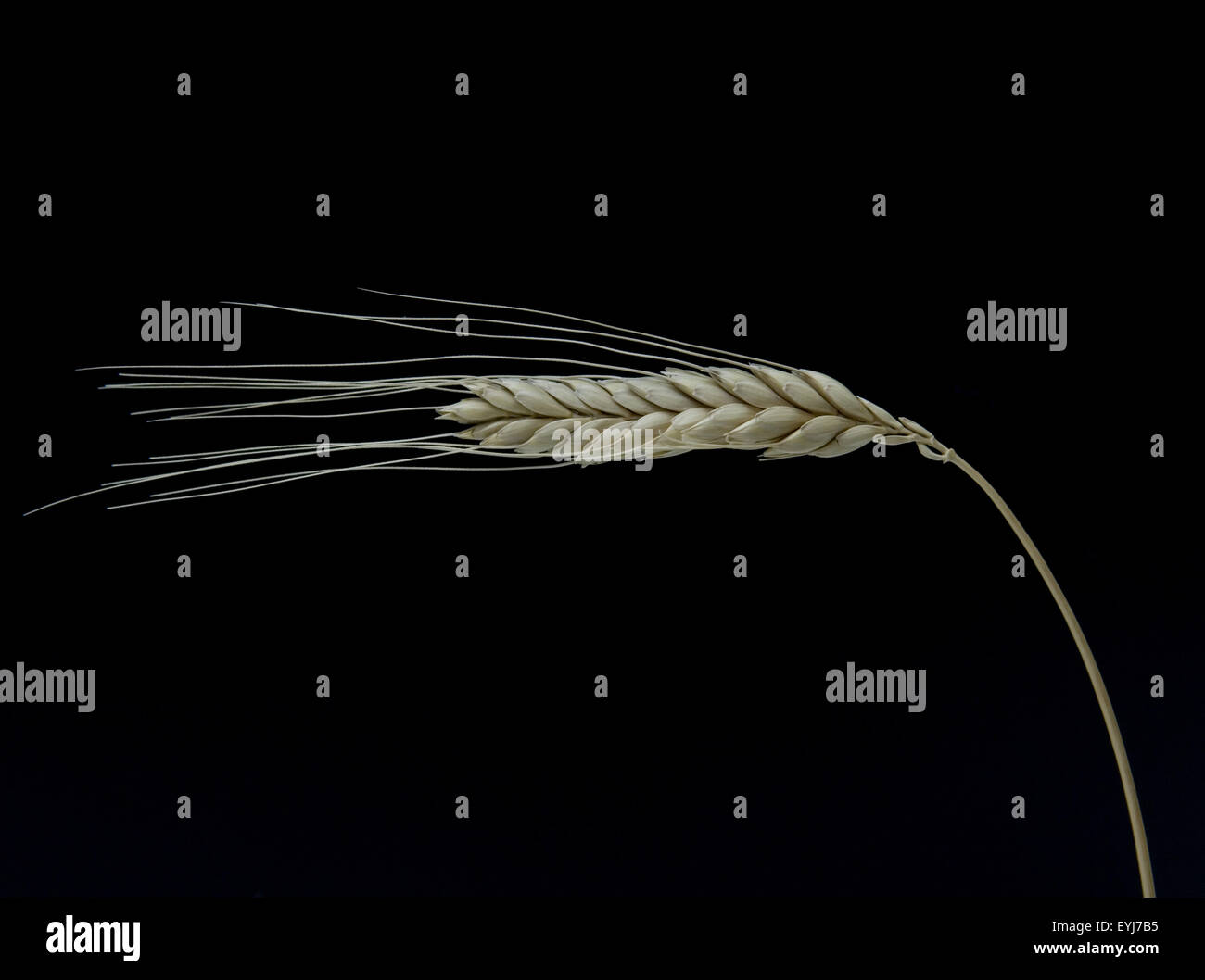 Emmer; Fennichgras, Getreide Stock Photo - Alamy