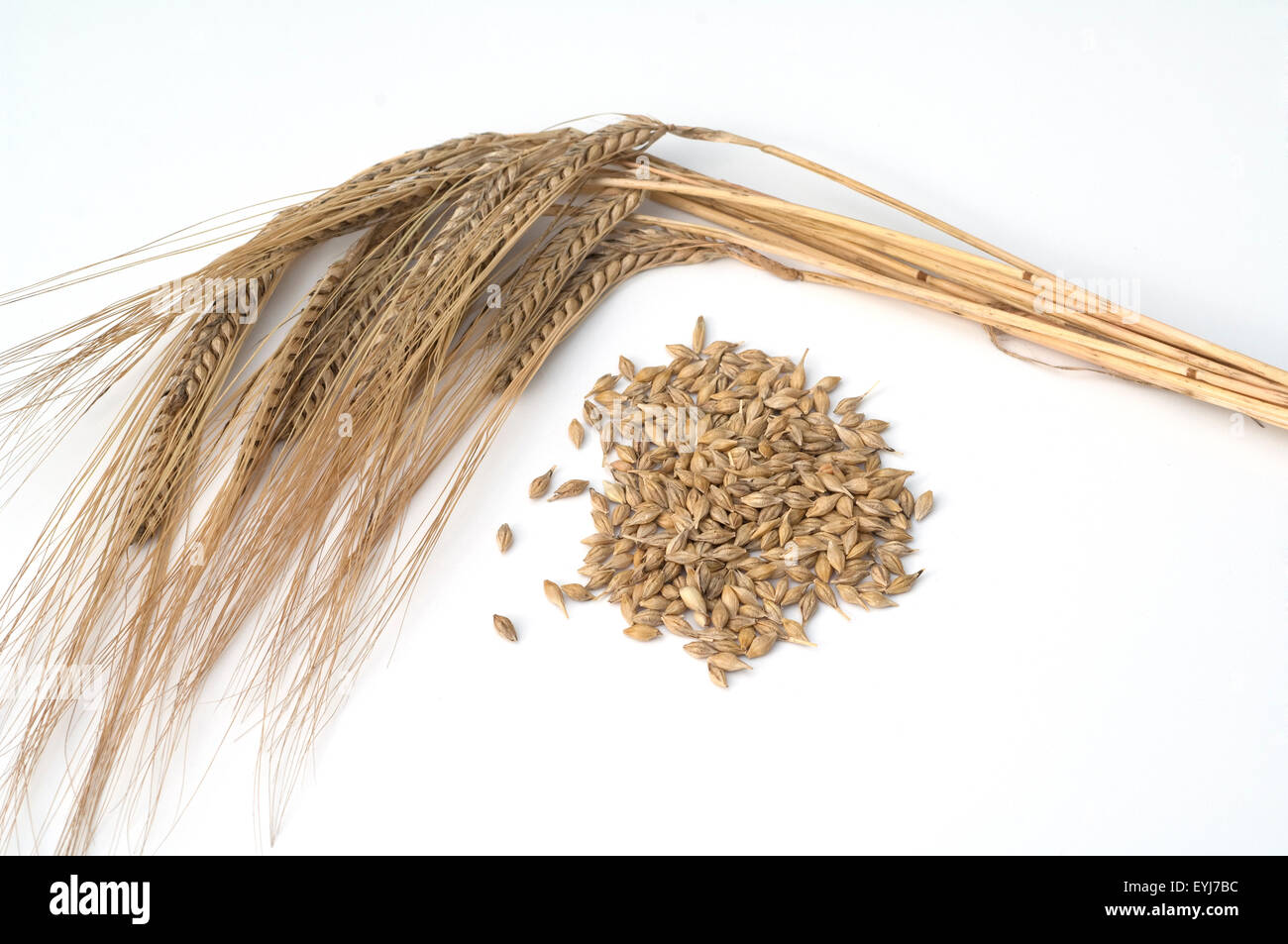 Gerstenaehren; Gerstenkoerner; Gerste Stock Photo - Alamy