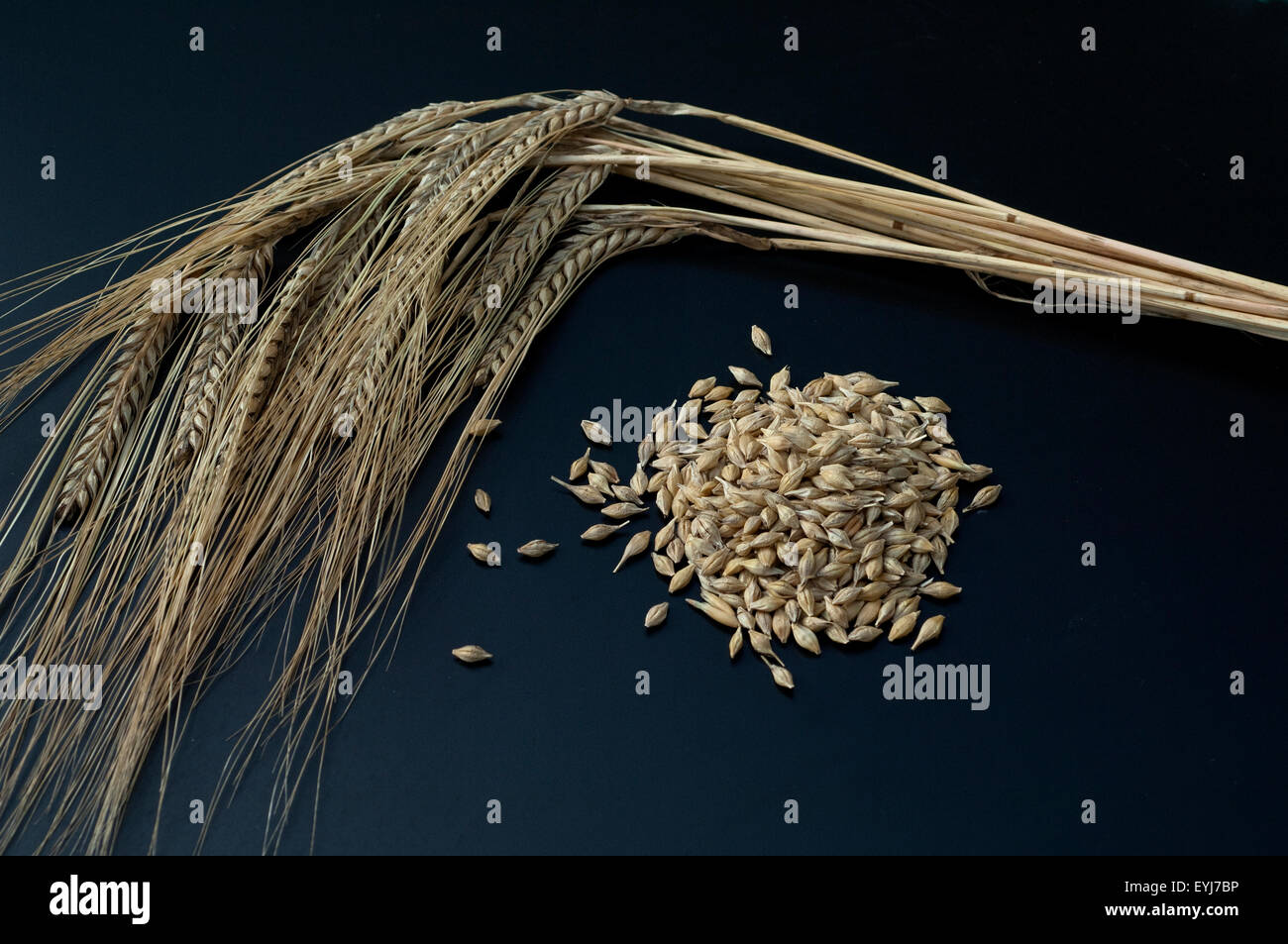 Gerstenaehren; Gerstenkoerner; Gerste Stock Photo - Alamy