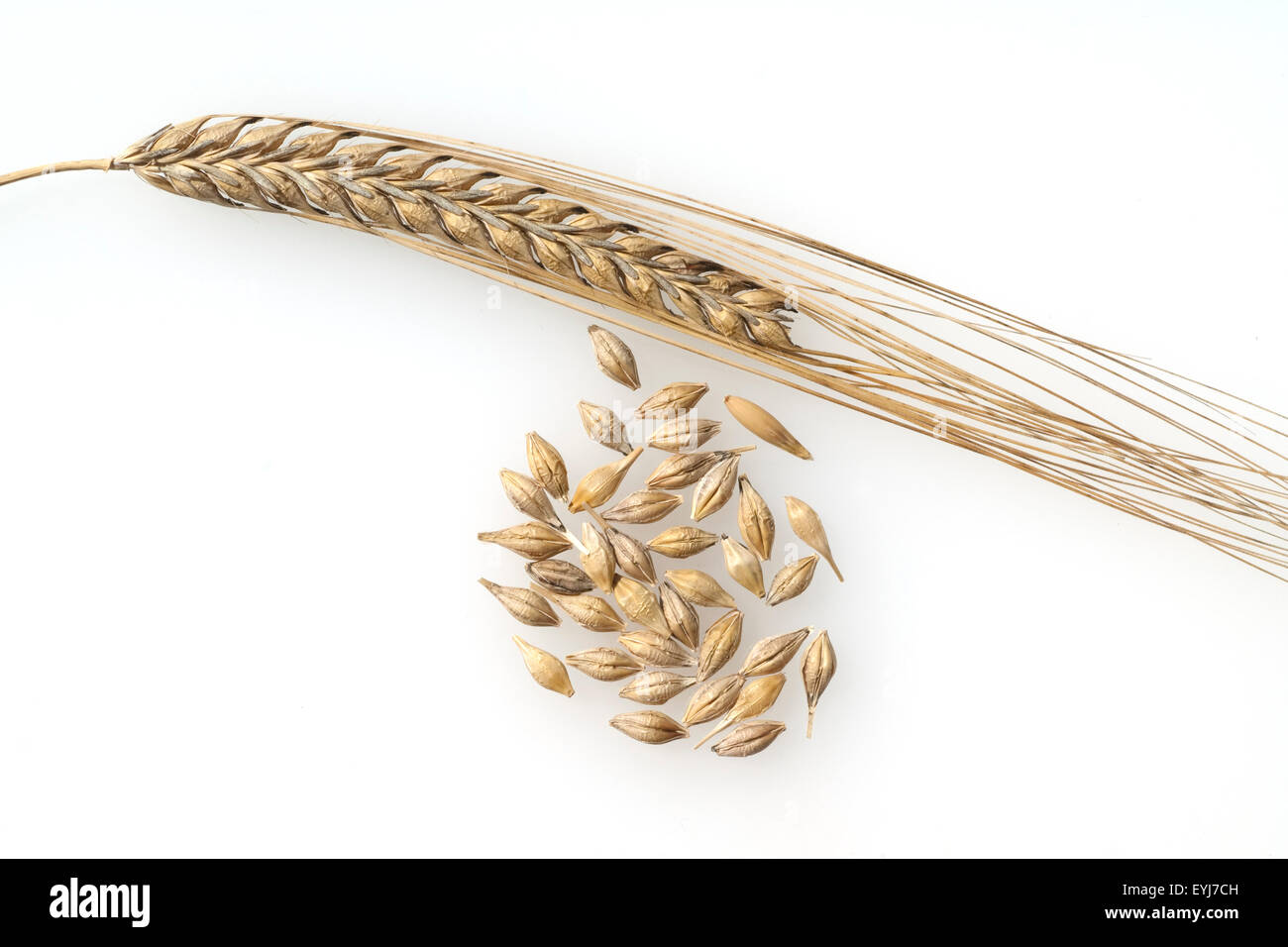 Gerstenaehren; Gerstenkoerner; Gerste; Hordeum; vulgare Stock Photo - Alamy