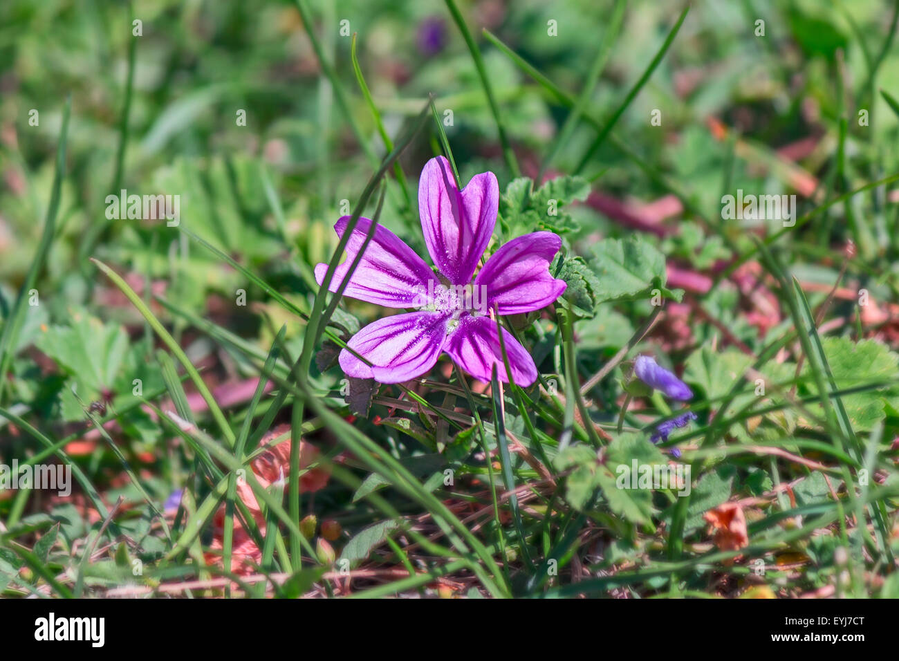 alone purple flower in green environment Stock Photo - Alamy