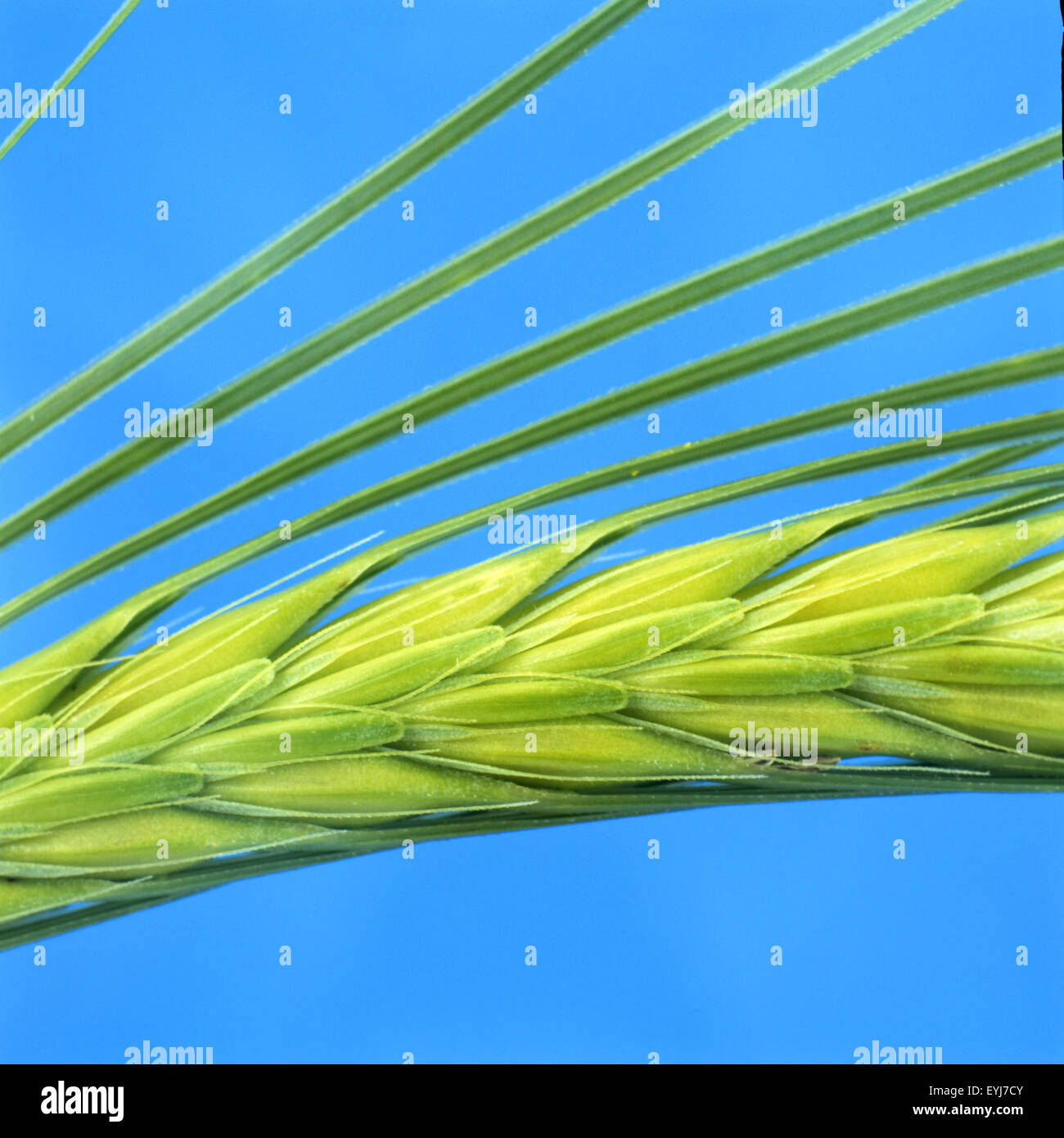 Gerste, Hordeum vulgare, Getreidekoerner, Getreidekorn, Getreide Stock ...