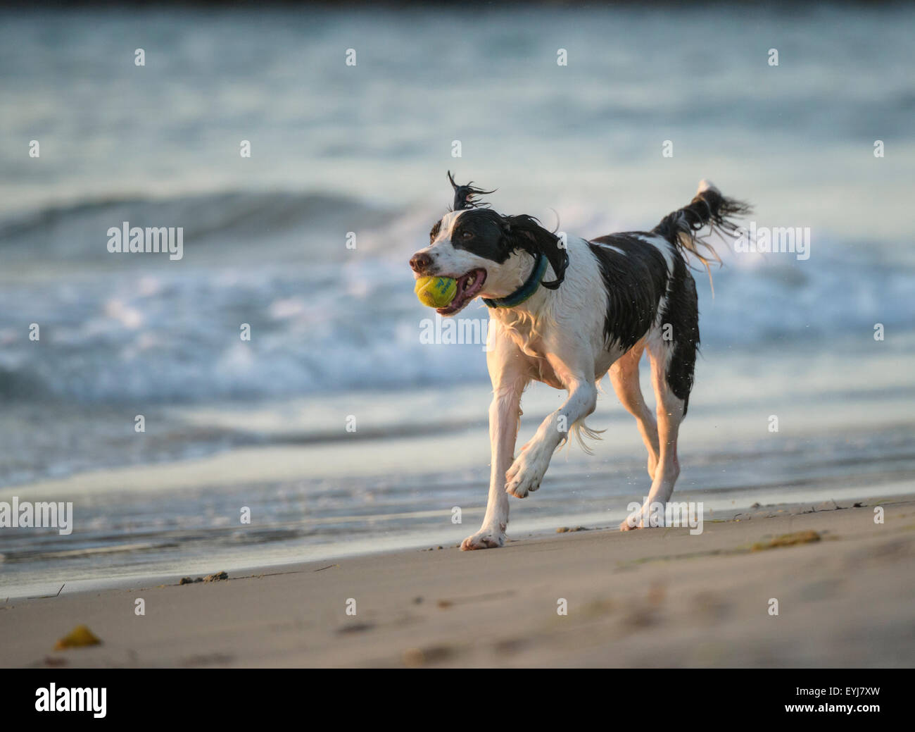 Spaniel dog plays on beach shoreline Stock Photo - Alamy