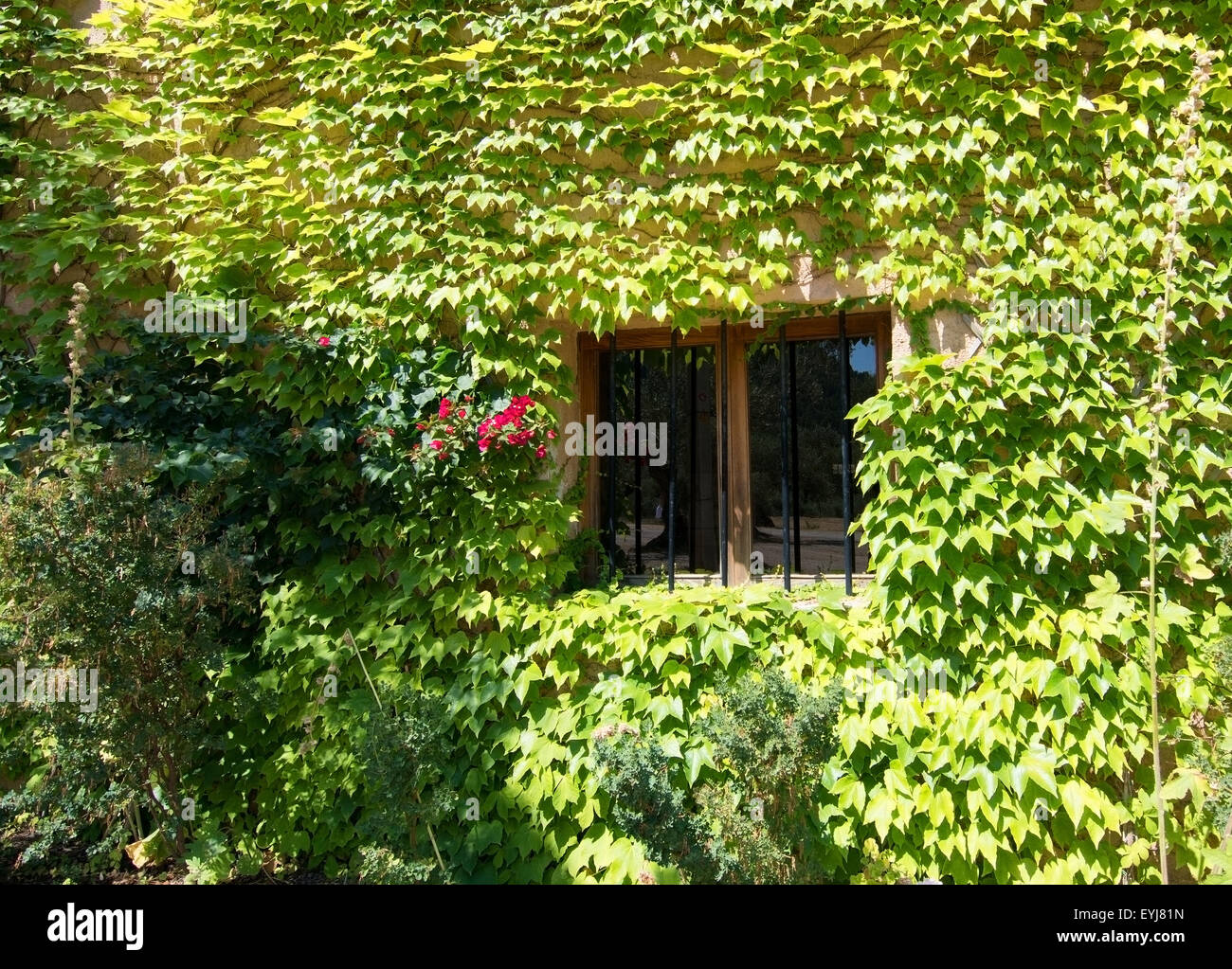 Green ivy wall with window in Mallorca, Balearic islands, Spain in July ...