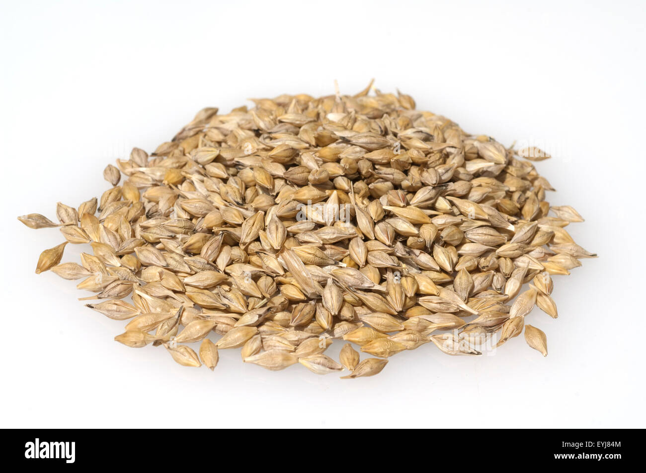 Gerstenkoerner; Gerste; Hordeum; vulgare Stock Photo - Alamy