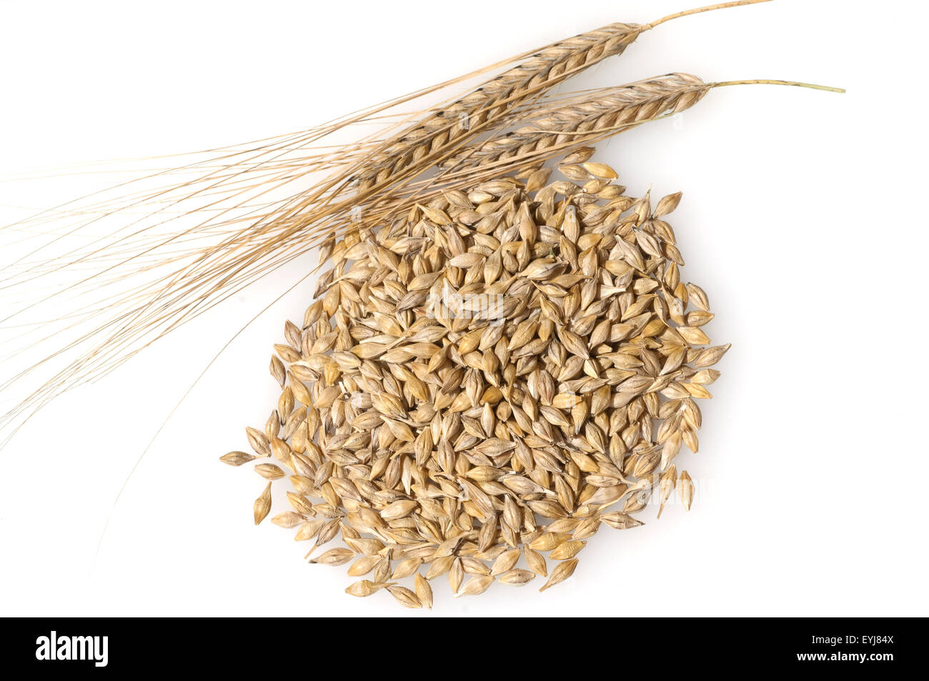 Gerstenkoerner; Gerste; Hordeum; vulgare Stock Photo - Alamy