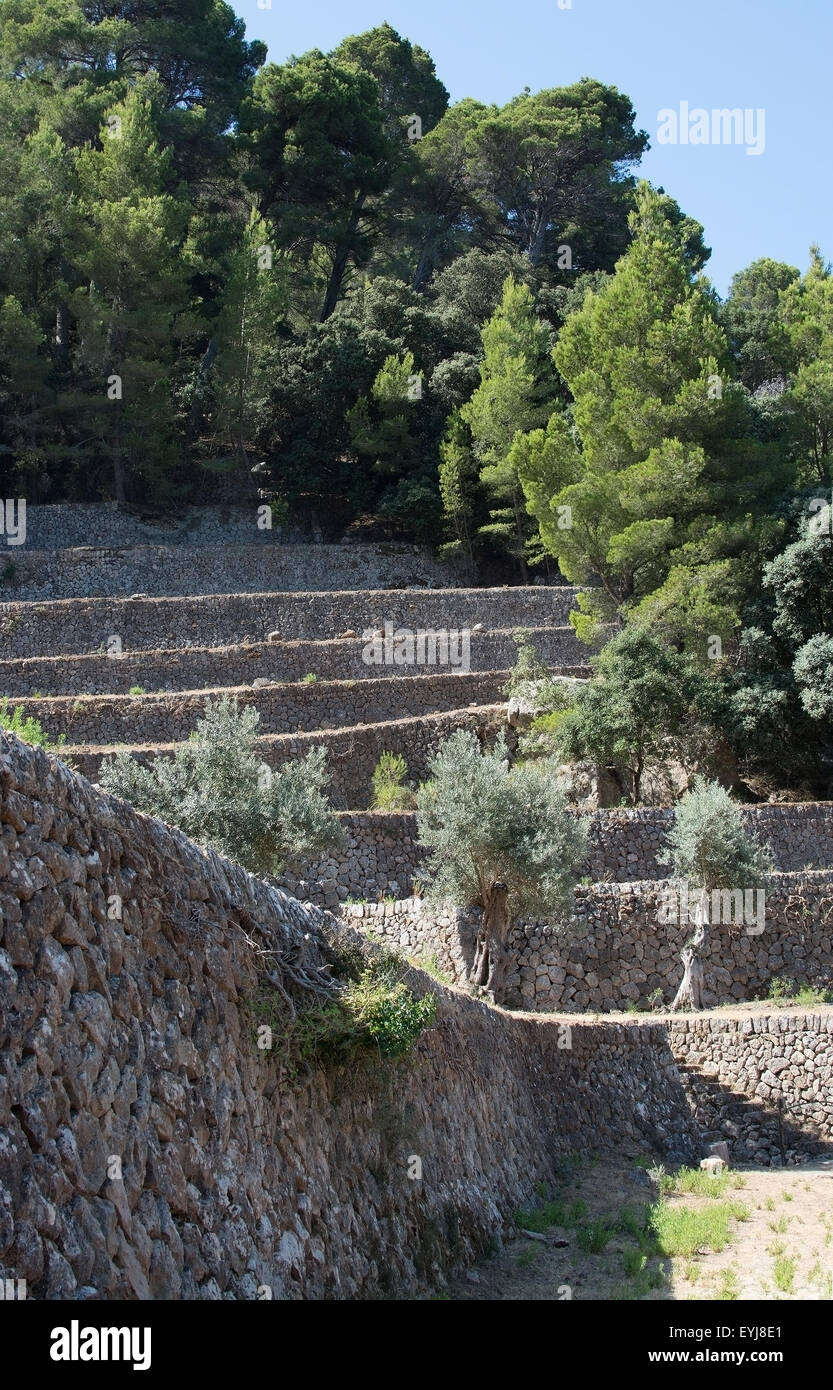 Terrace farming on the west coast in Mallorca, Balearic islands, Spain ...