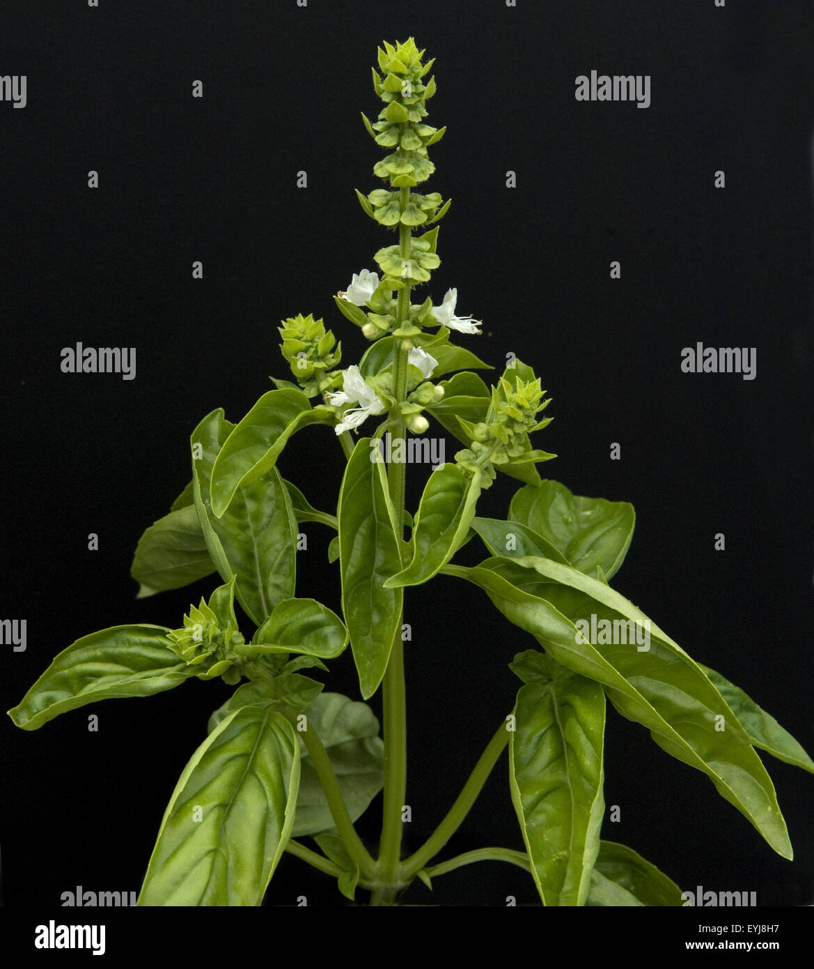 Basilikum; Ocimum basilicum Stock Photo - Alamy