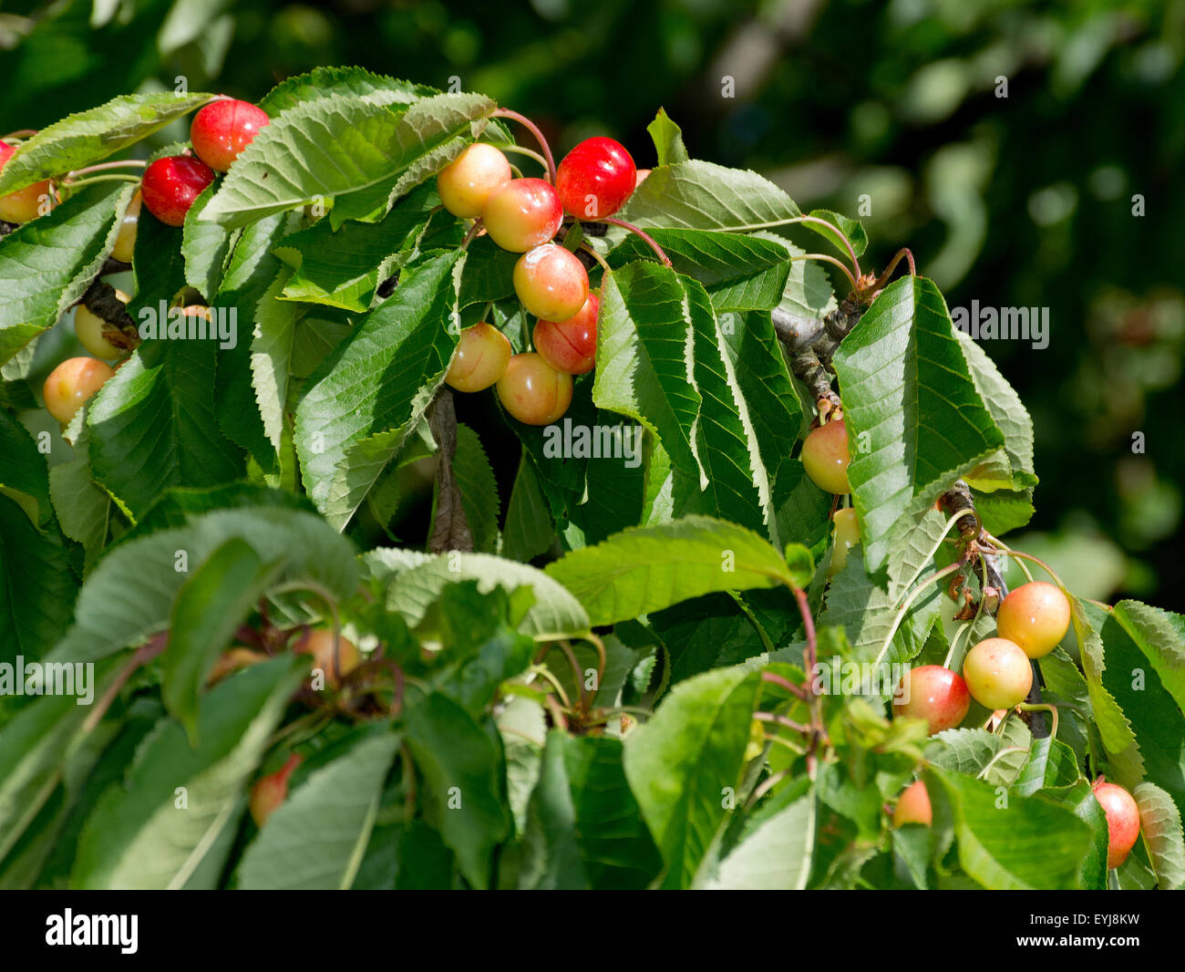 Bunches of cherries Stock Photo - Alamy