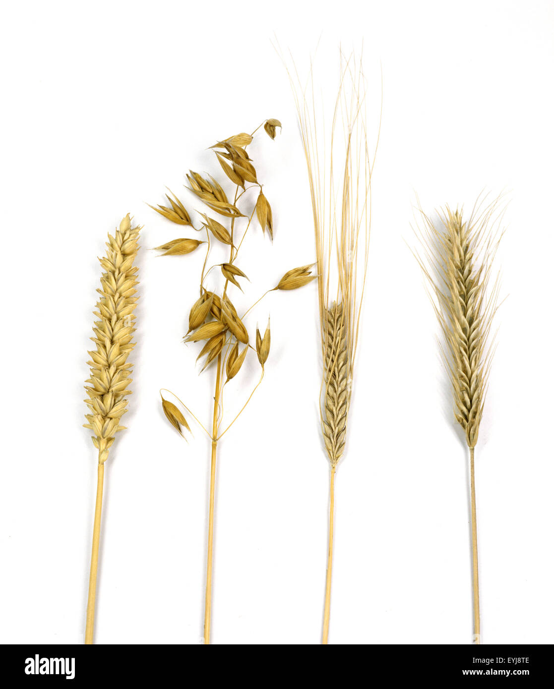 Getreidesorten, Getreide Stock Photo - Alamy
