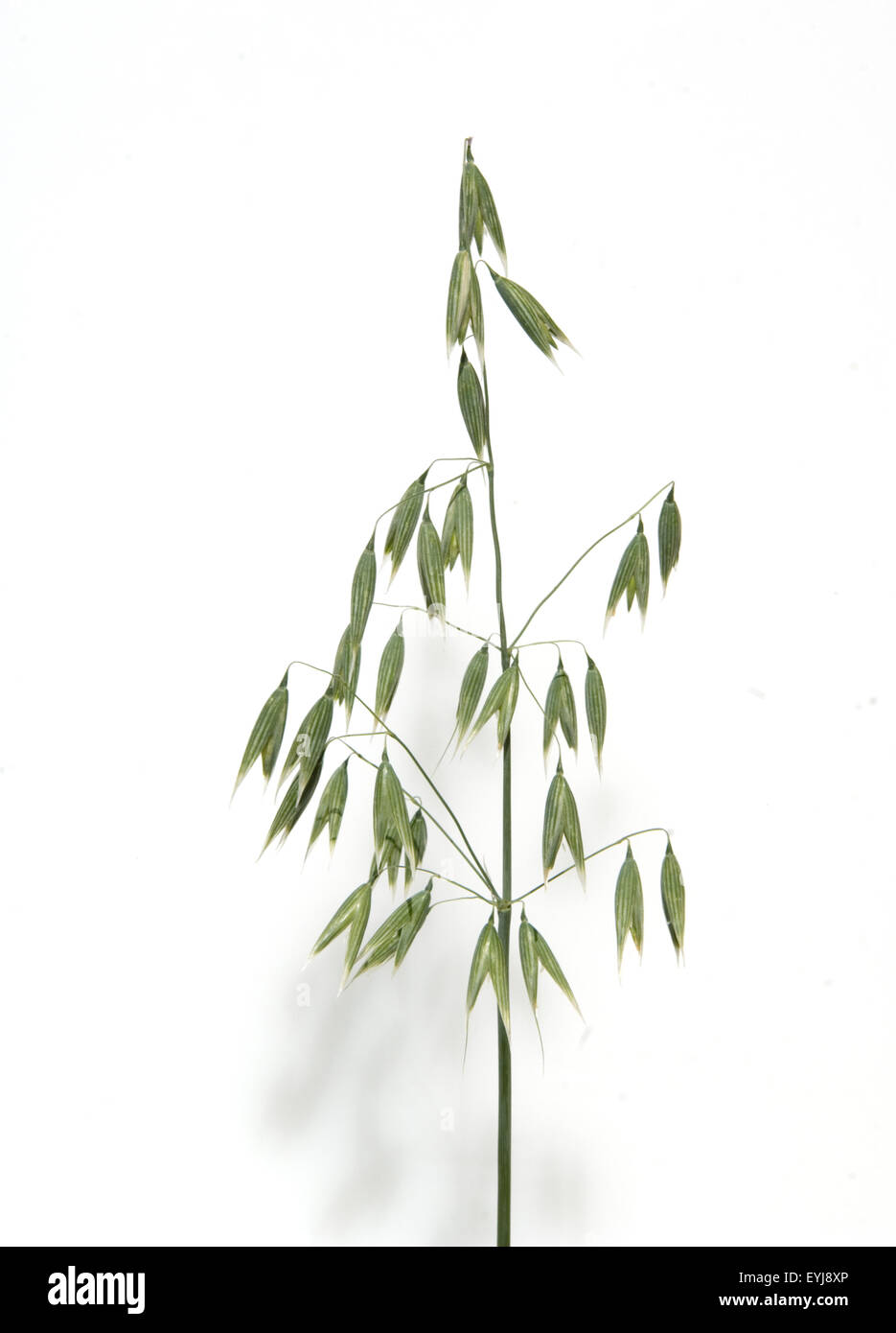 Gruener Hafer, Hafer, Avena sativa, Getreide Stock Photo - Alamy