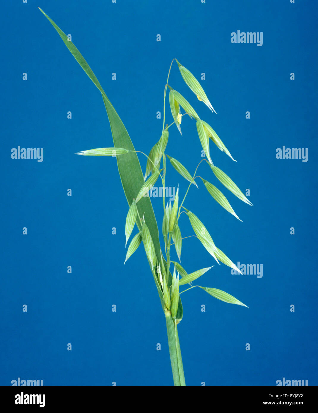 Gruener Hafer, Hafer, Avena sativa, Getreide Stock Photo - Alamy