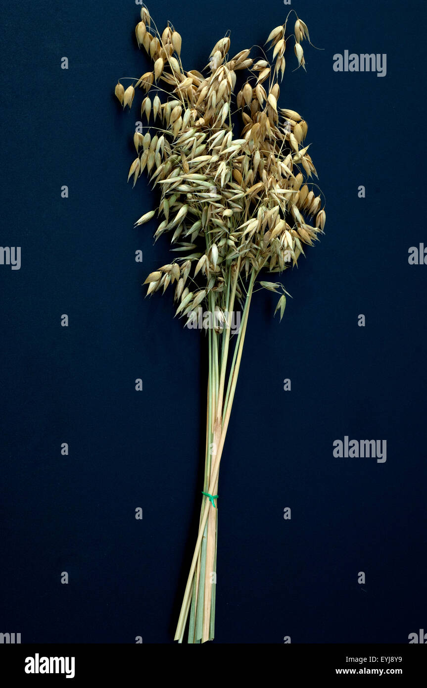 Saat Hafer High Resolution Stock Photography and Images - Alamy