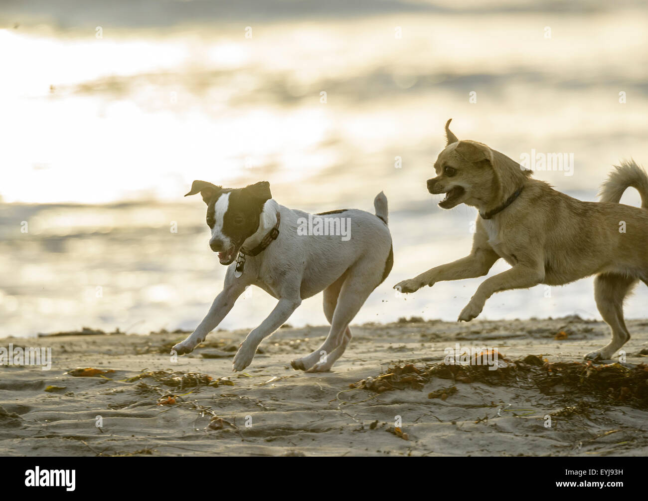 Small dogs play at dog beach Stock Photo - Alamy