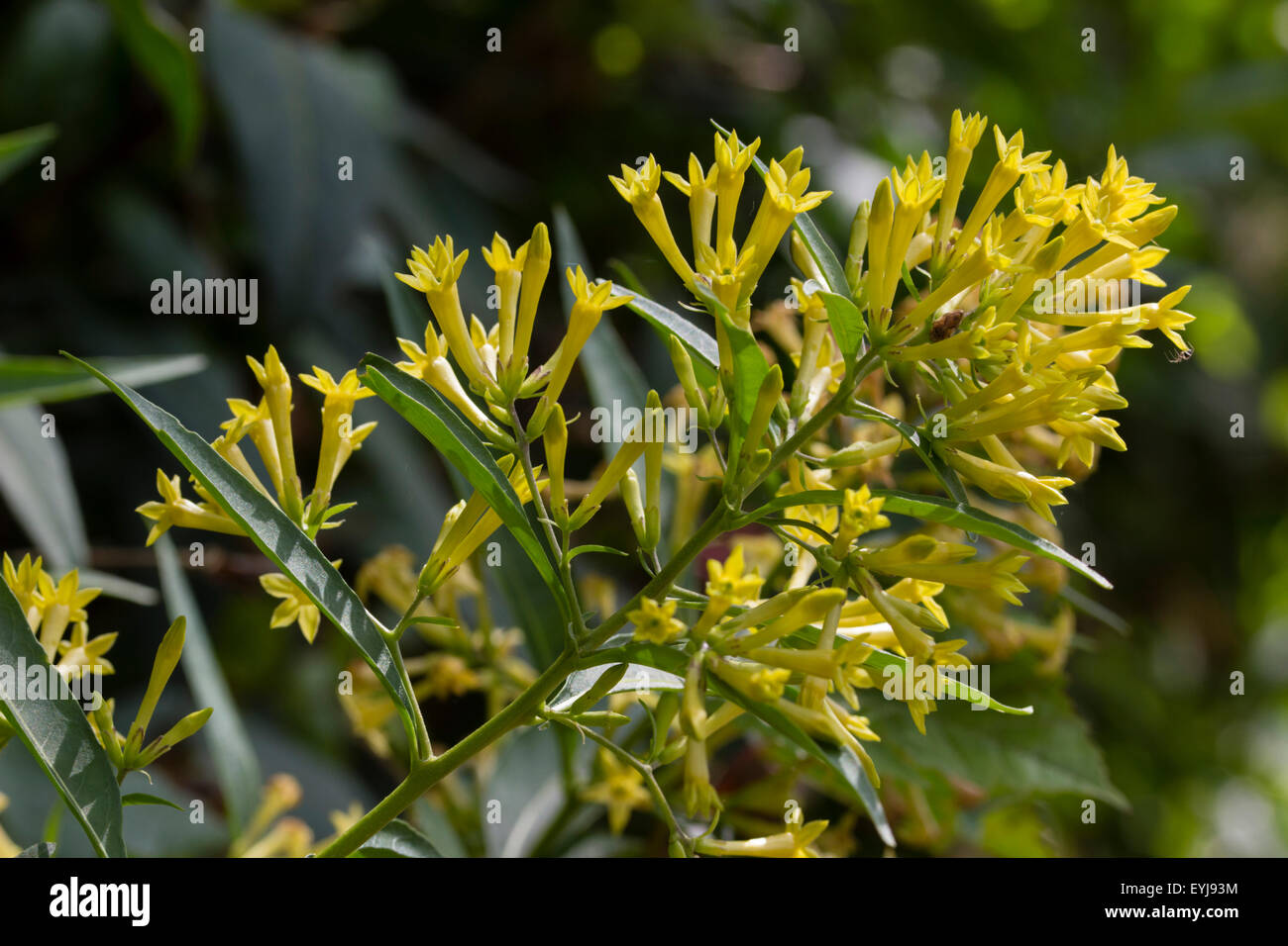 Night fragrant flowers of the willow leaved jessamine, Cestrum parqui ...