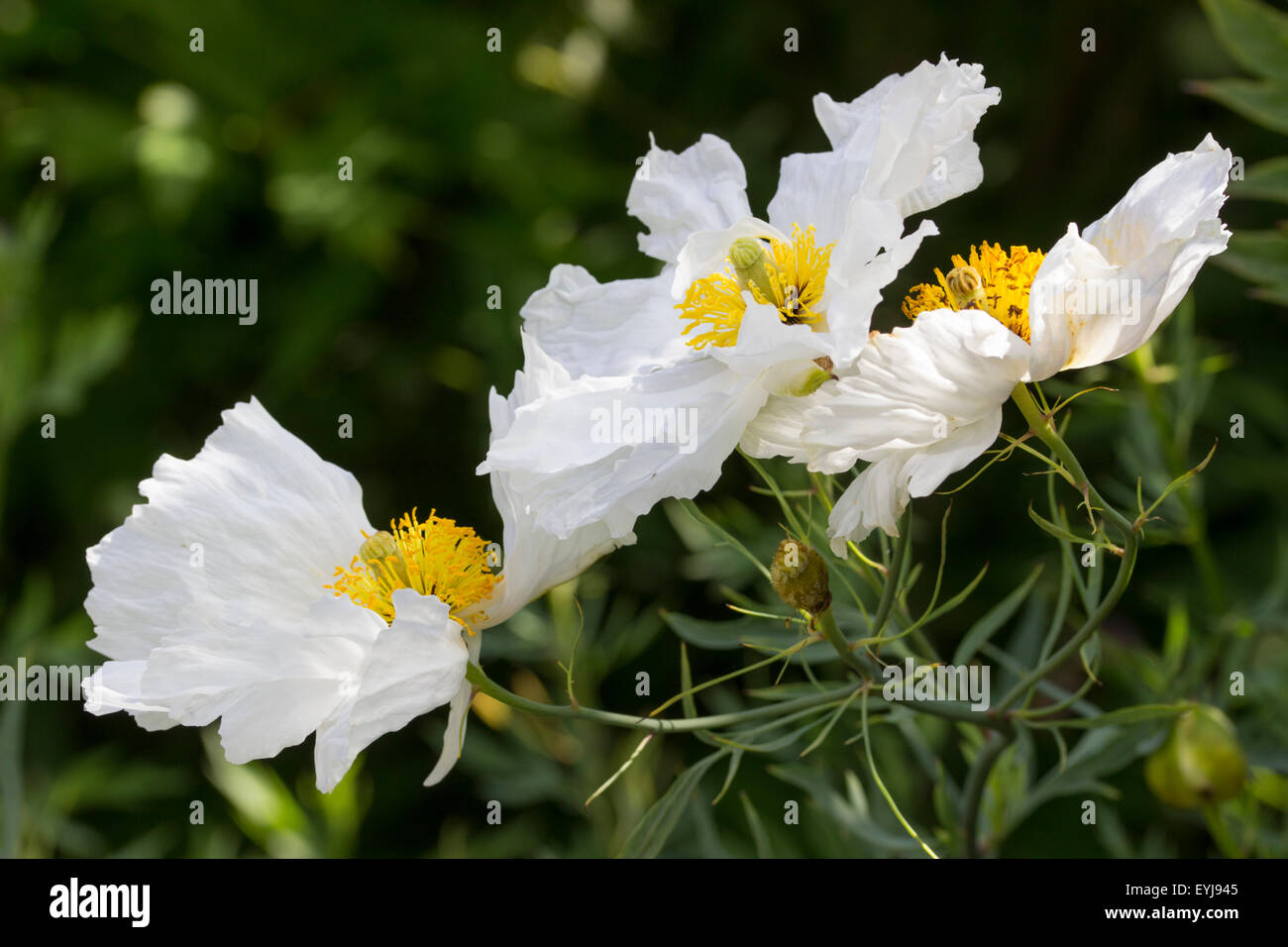 Large, yellow stamened white flowers of the tree poppy, Romneya ...