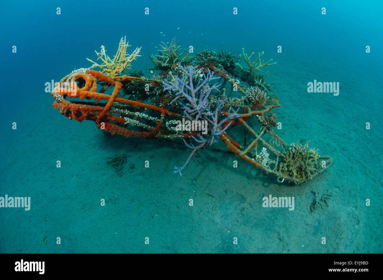 Coral biorock bali indonesia hi-res stock photography and images - Alamy