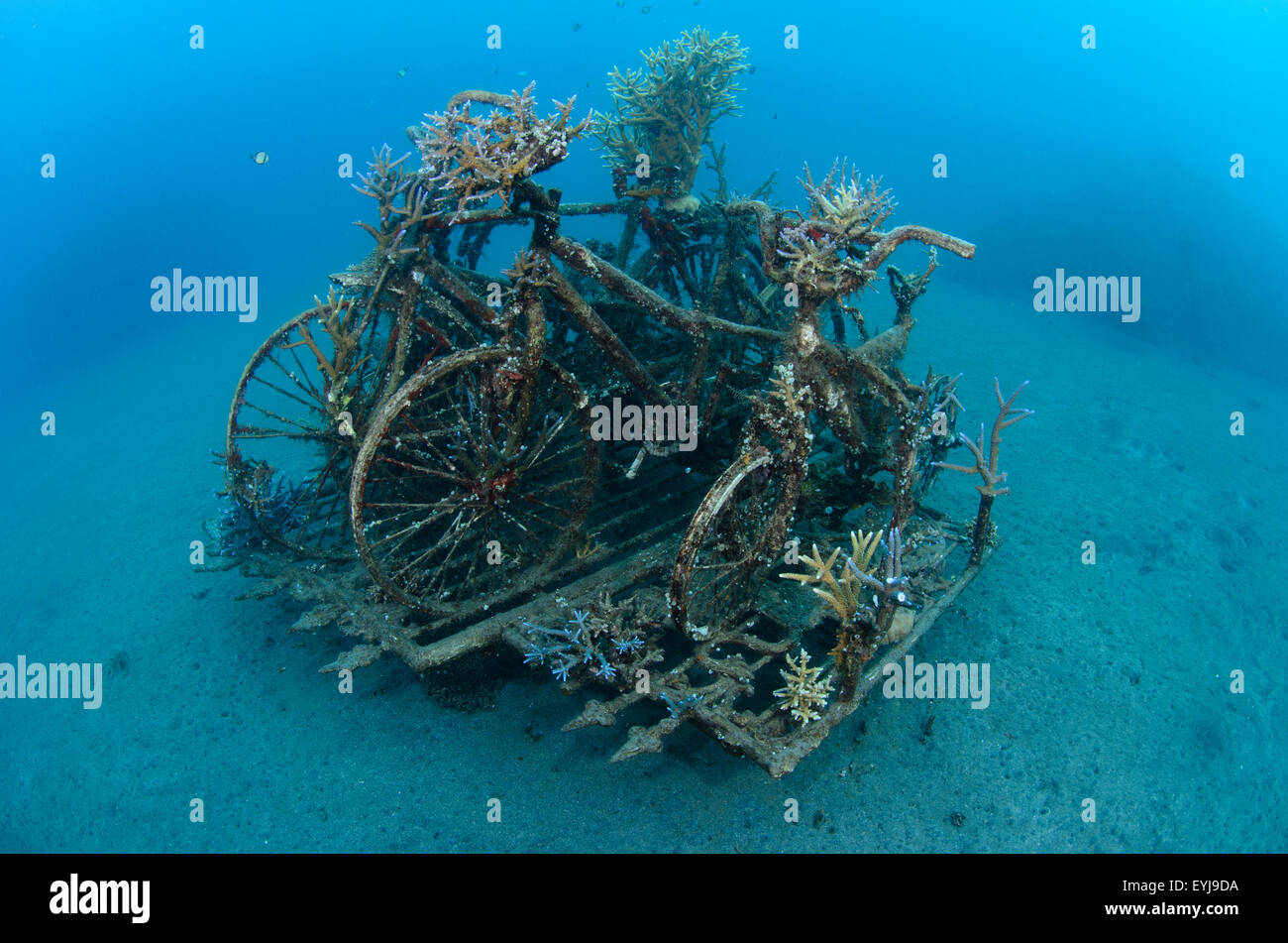 Biorock bali indonesia coral hi-res stock photography and images - Alamy