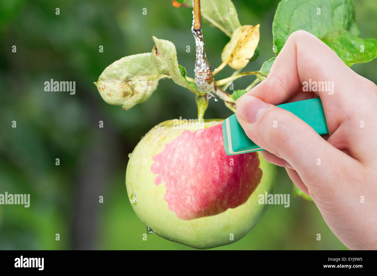 Rubber fruit hi-res stock photography and images - Alamy