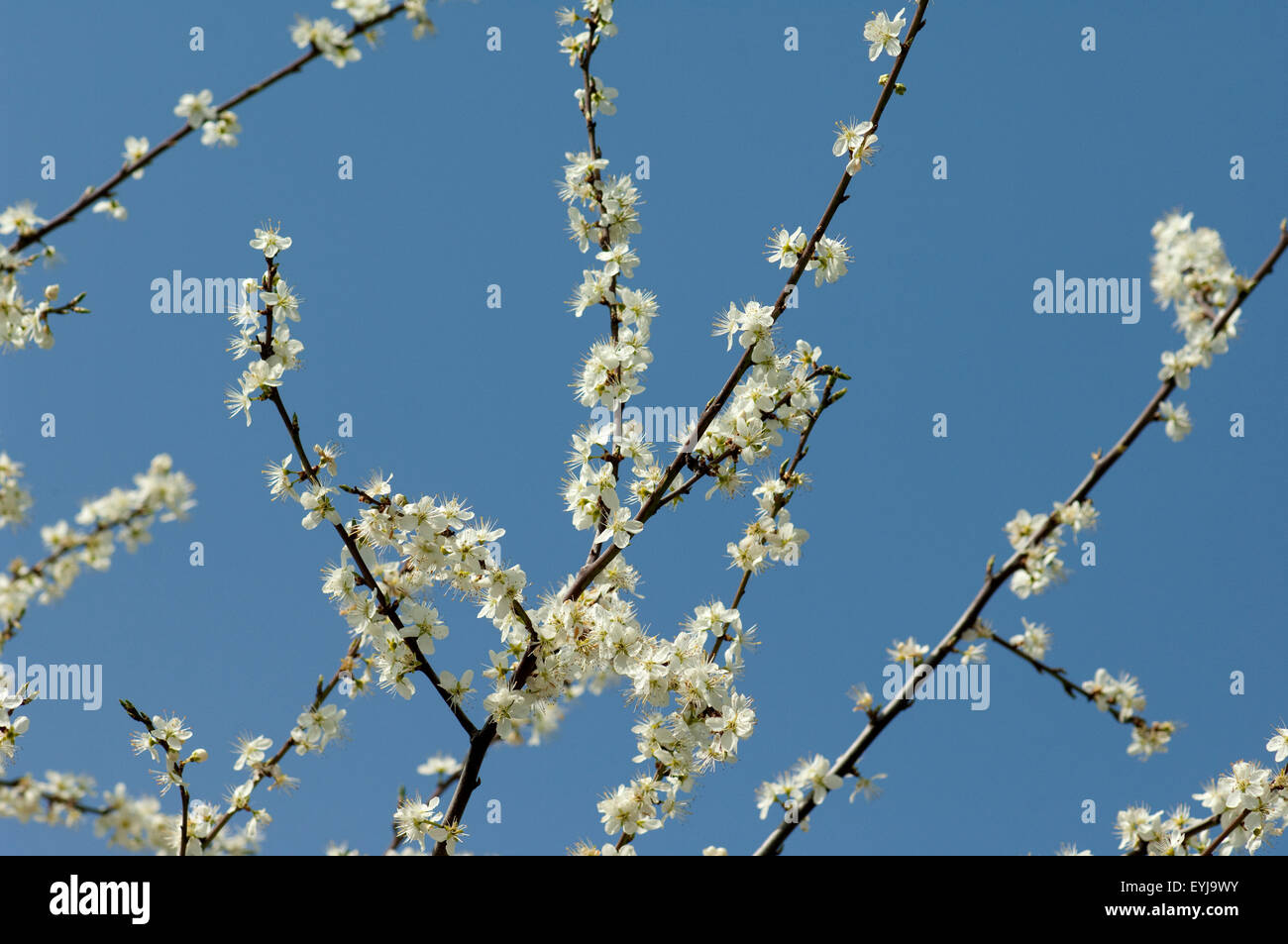 Pflaume hi-res stock photography and images - Alamy