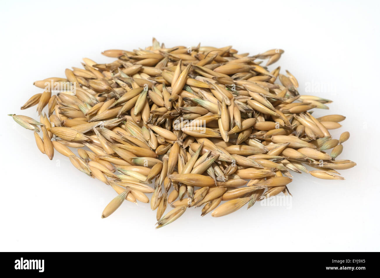 Saat hafer Cut Out Stock Images & Pictures - Alamy