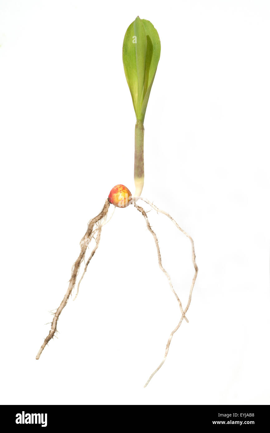 Maiskeimling, Keim; Keime; keimlinge, Sprosse Stock Photo - Alamy