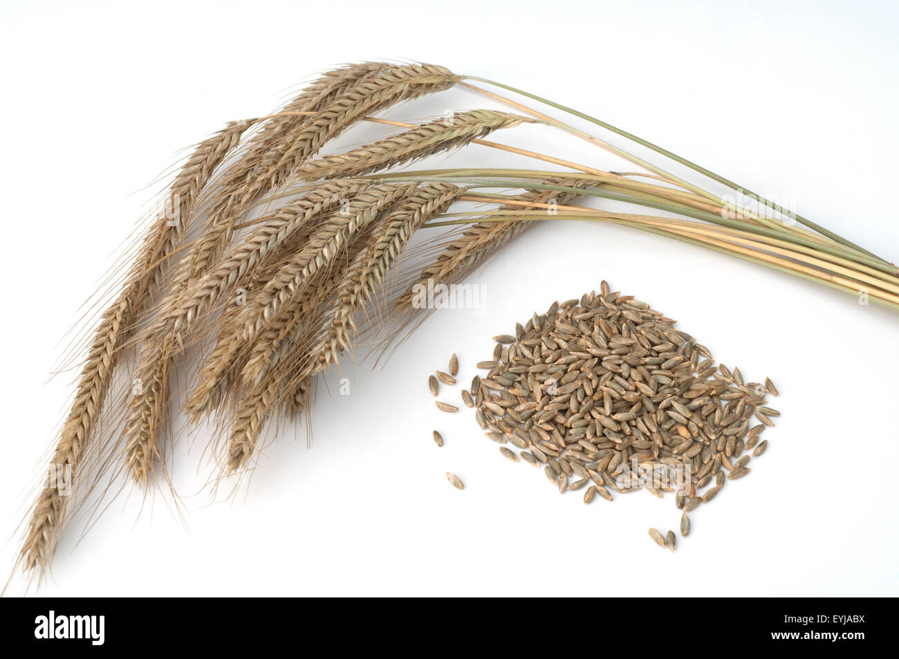 Roggen hi-res stock photography and images - Alamy