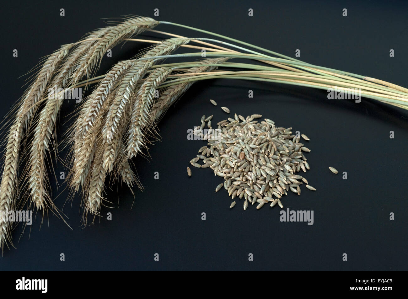 Roggen hi-res stock photography and images - Alamy