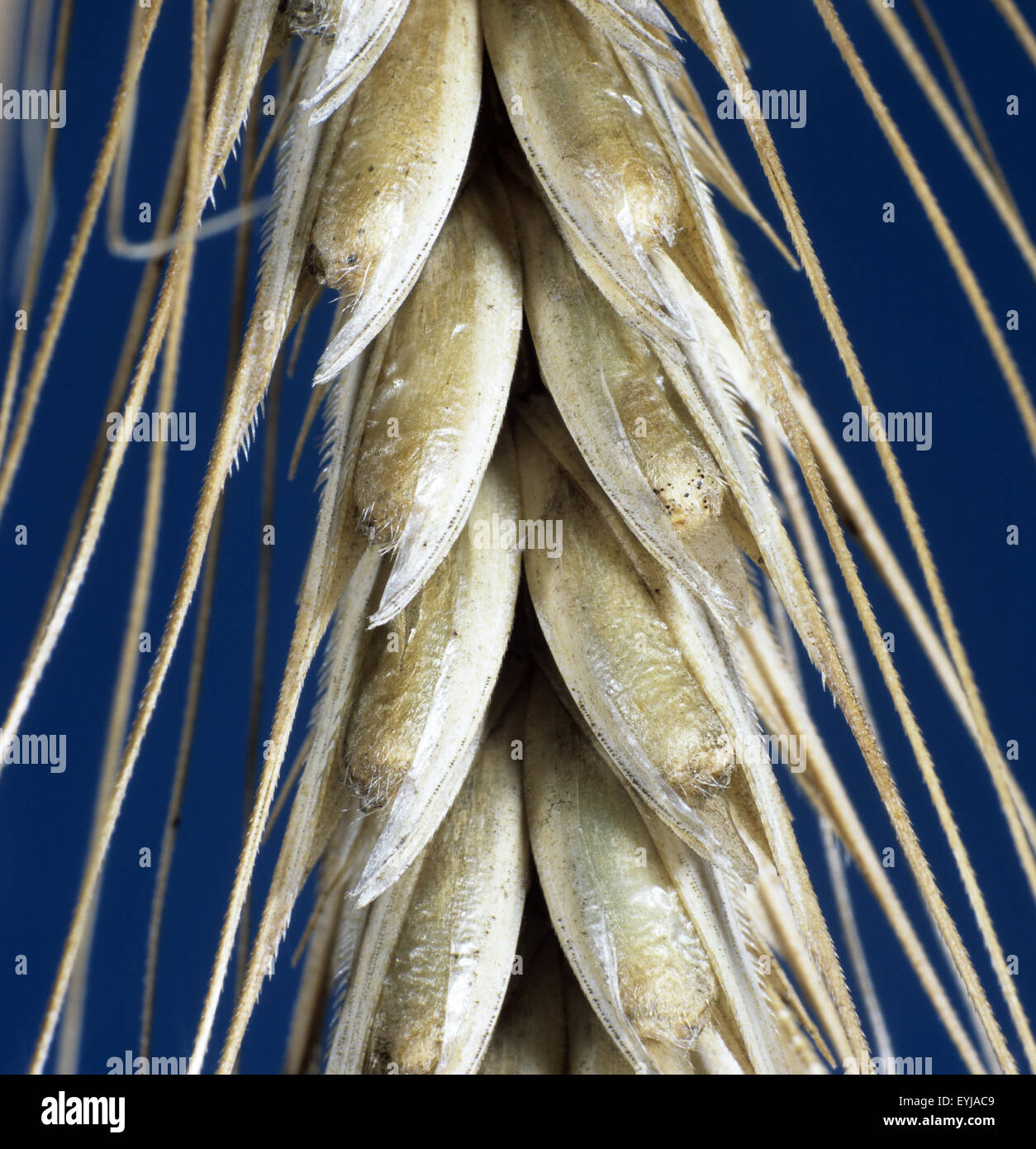 Roggenaehre, Roggen, Roggenaehren, Secale Cereale, Getreide Stock Photo ...