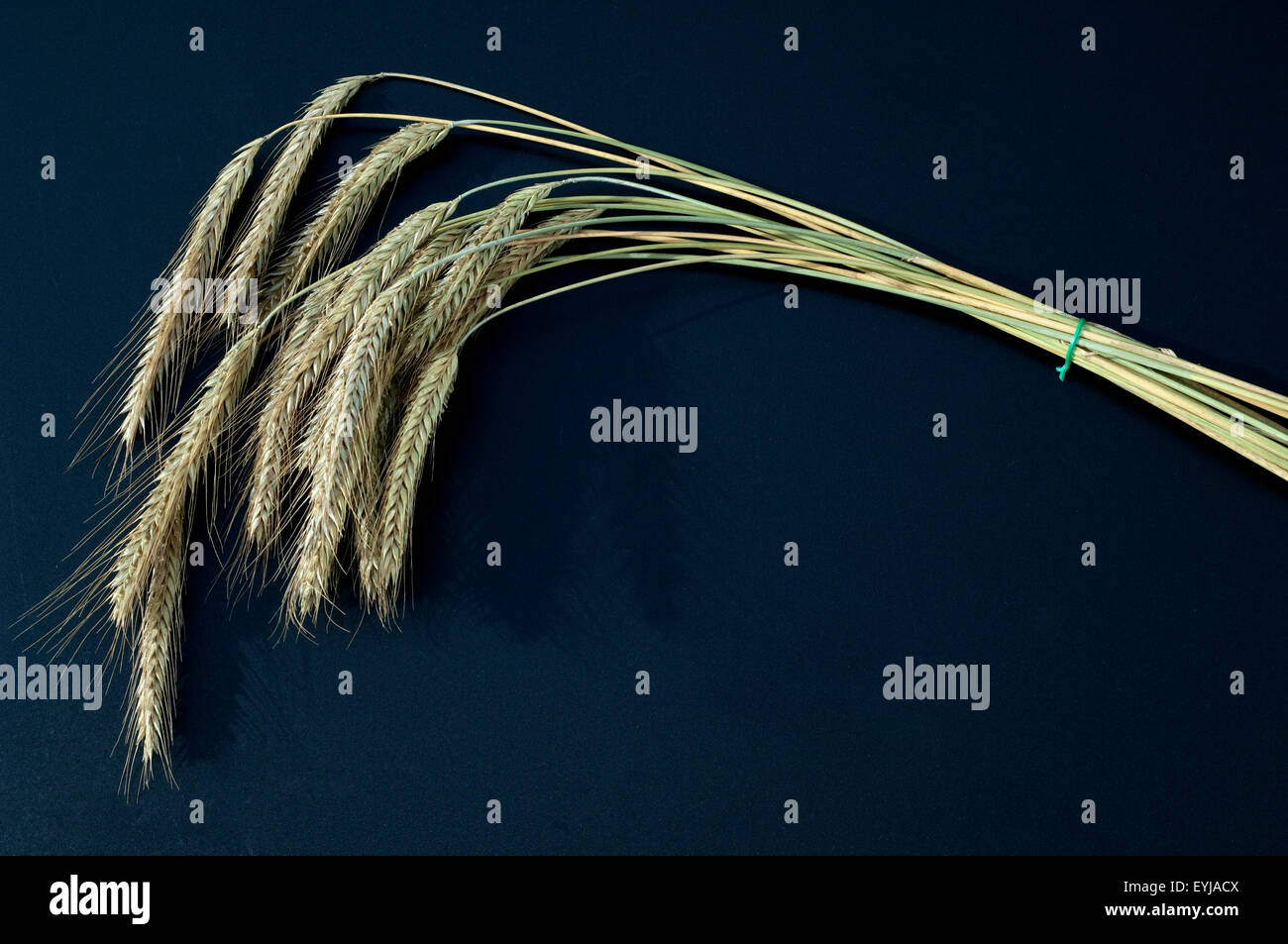 Roggen hi-res stock photography and images - Alamy