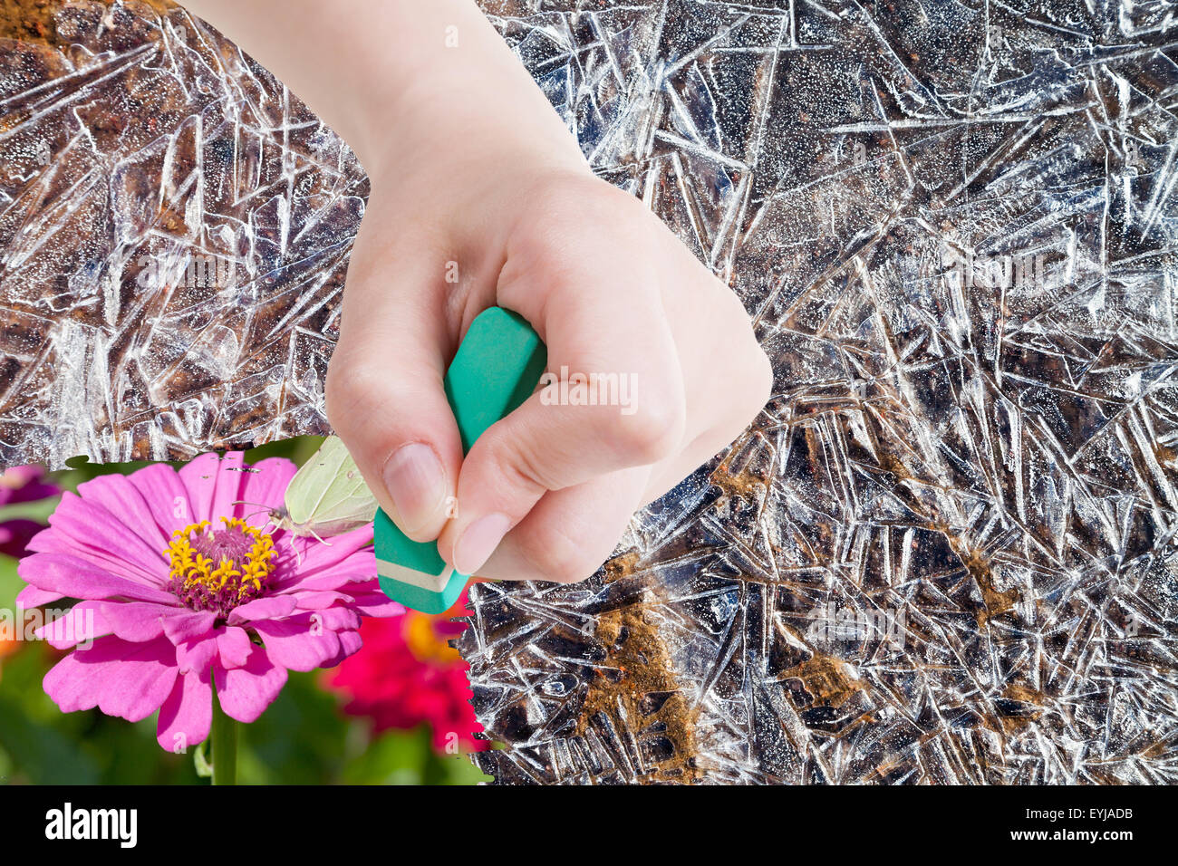 weather concept - hand deletes frozen ice crystals by rubber eraser ...