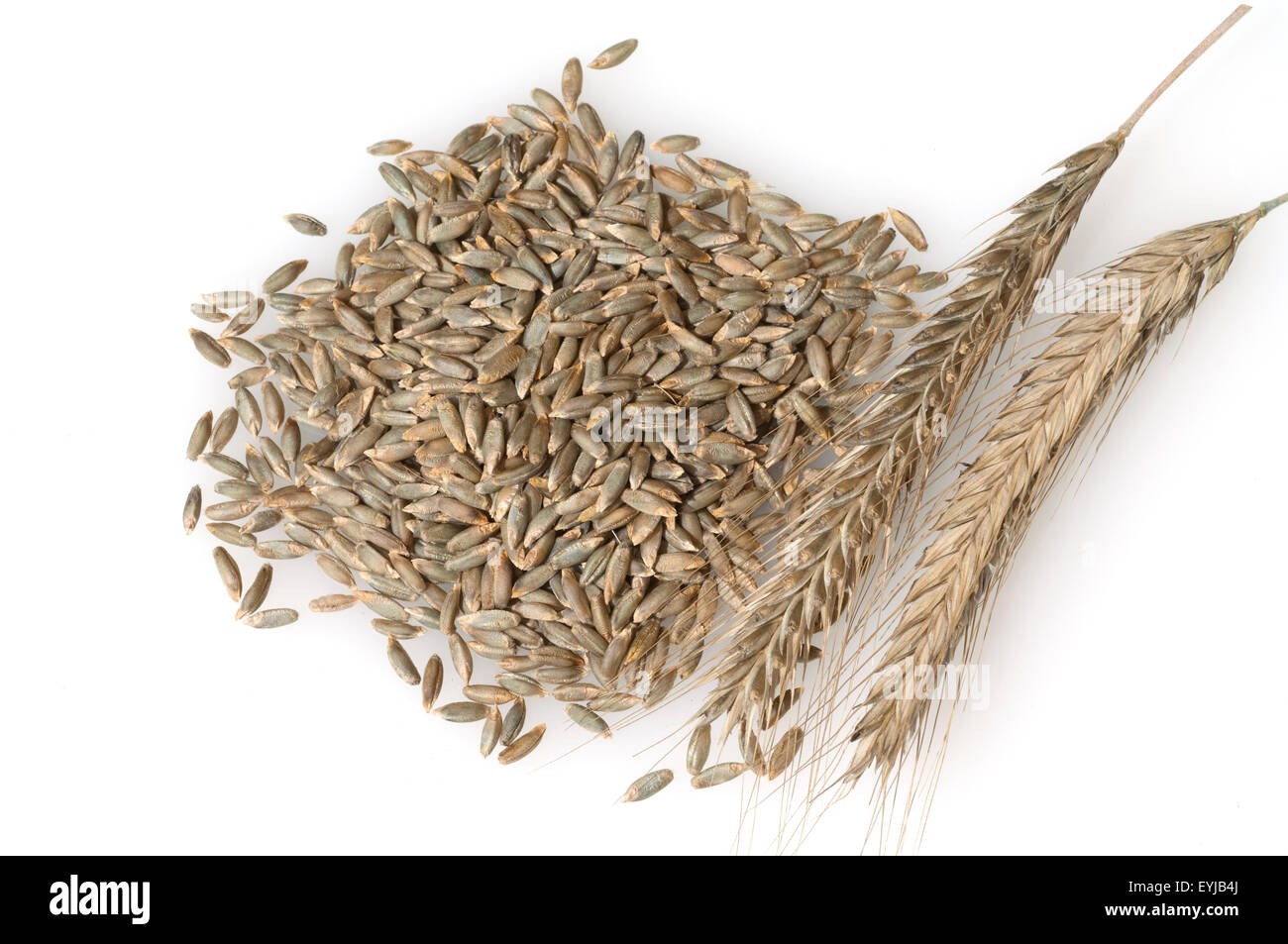 Roggenkoerner, Roggenkorn, Roggenaehre; Roggen; Roggenaehren; Secale ...