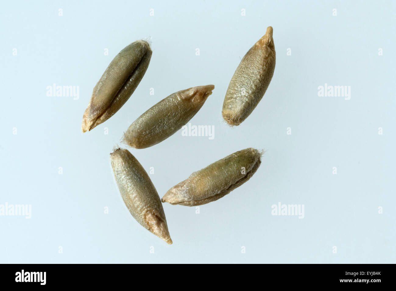 Roggenaehre; Roggen; Roggenaehren; Secale; Cereale Stock Photo - Alamy