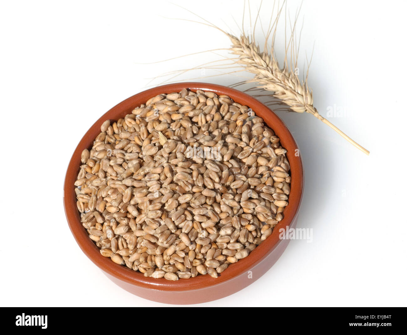 Triticum X Secale High Resolution Stock Photography and Images - Alamy
