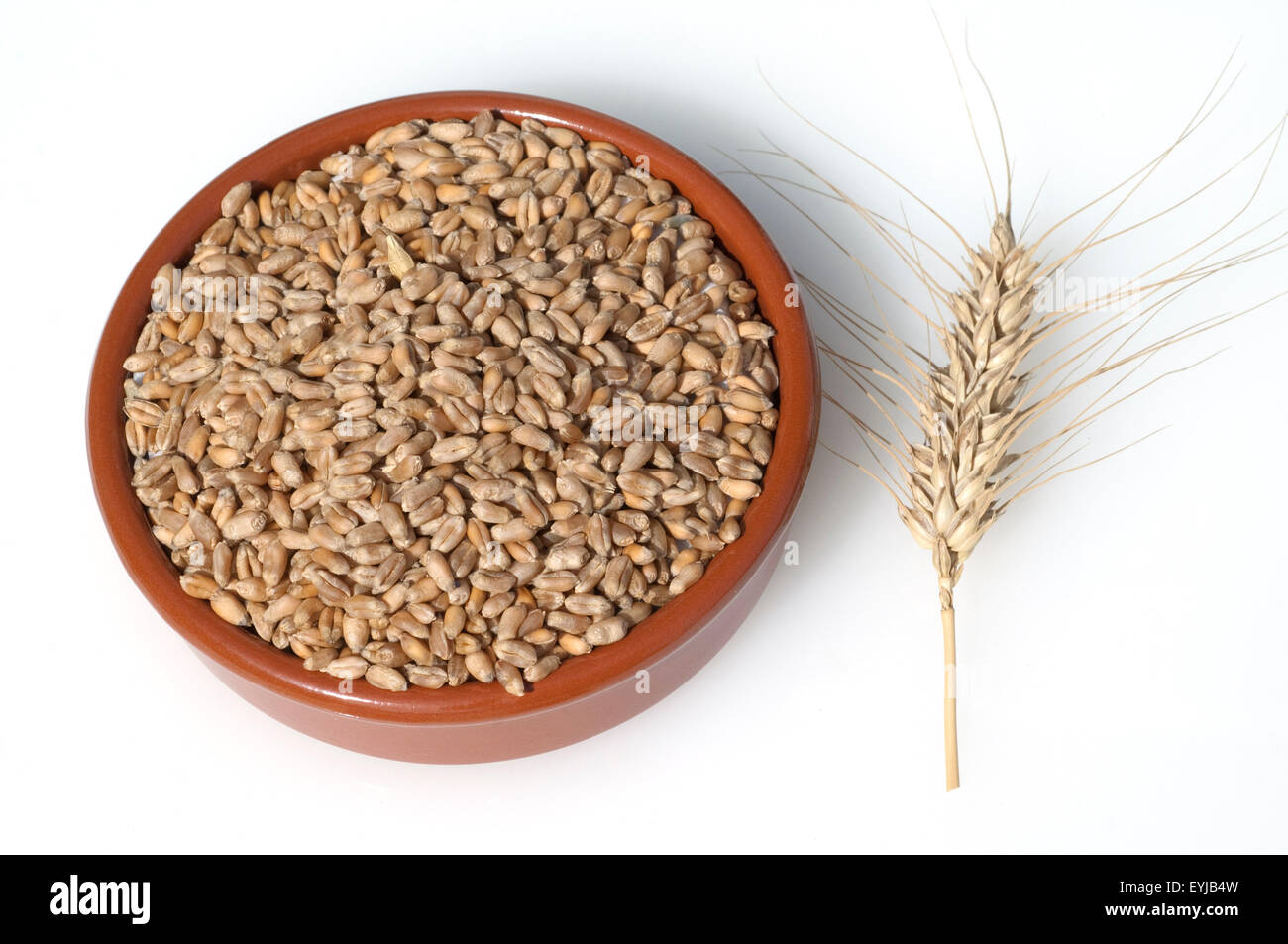 Triticale, Wintertriticale, Triticosecale, rimpauii Stock Photo - Alamy