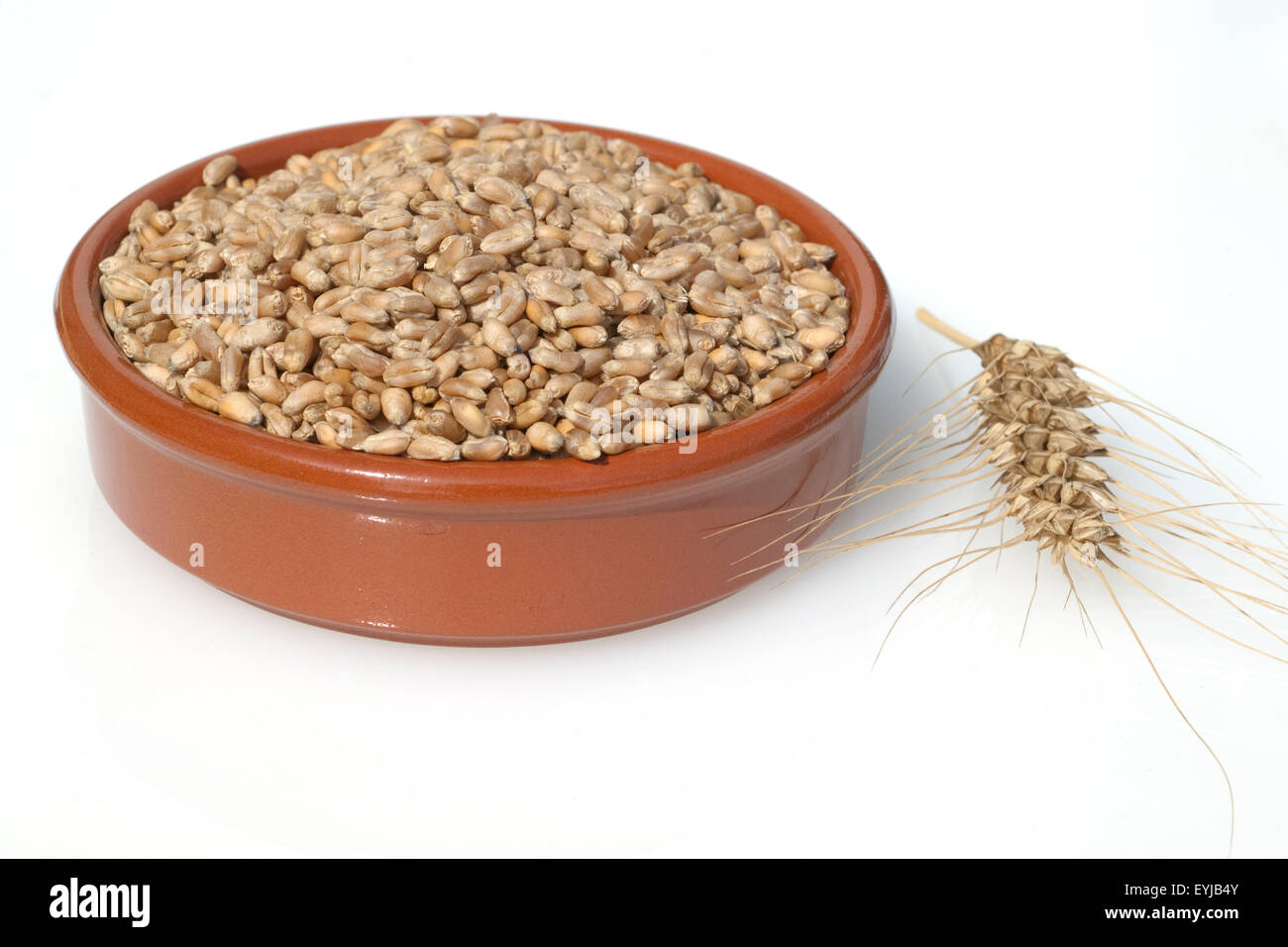 Triticale, Wintertriticale, Triticosecale, rimpauii Stock Photo - Alamy