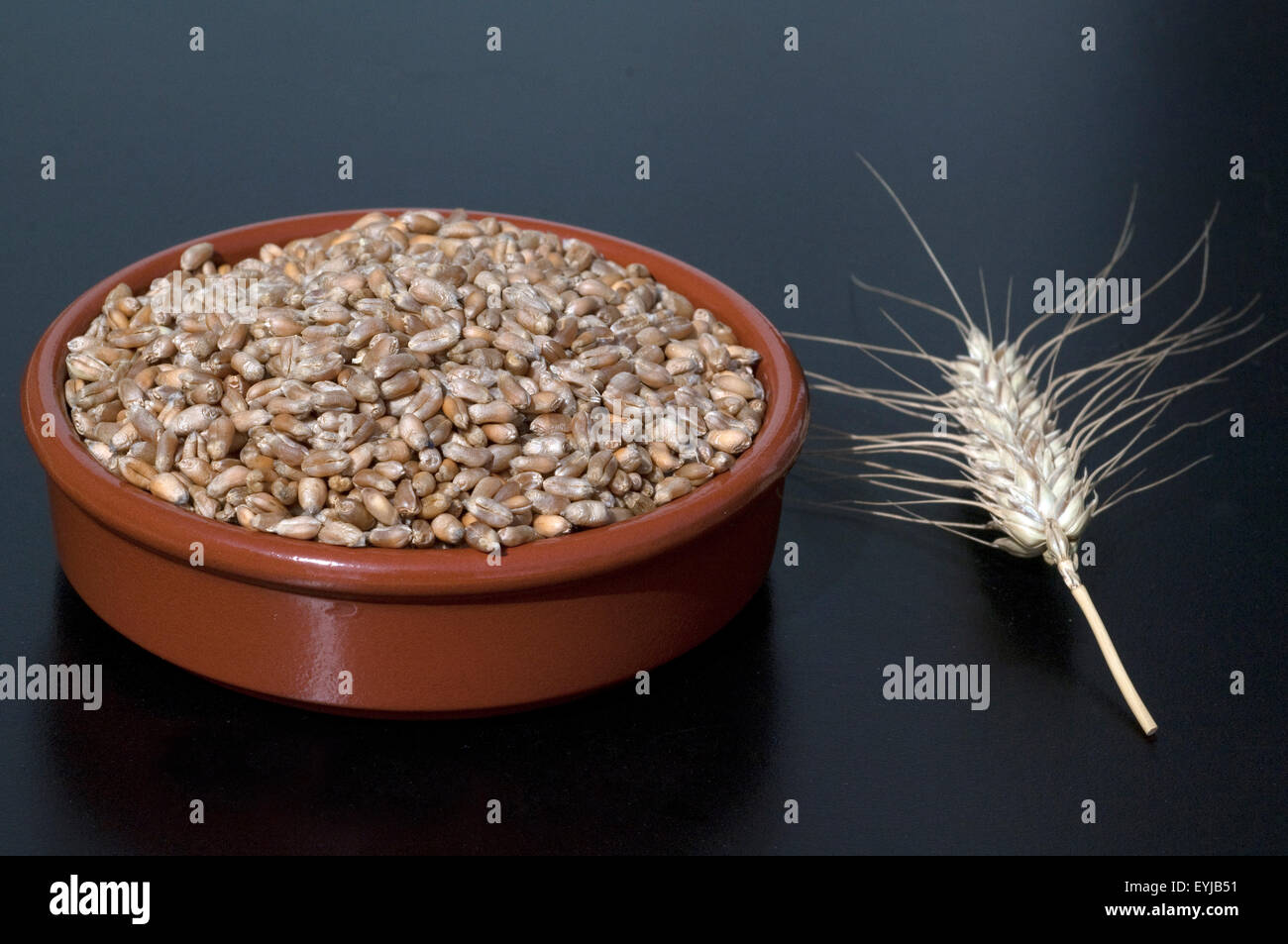 Triticale, Wintertriticale, Triticosecale, rimpauii Stock Photo - Alamy