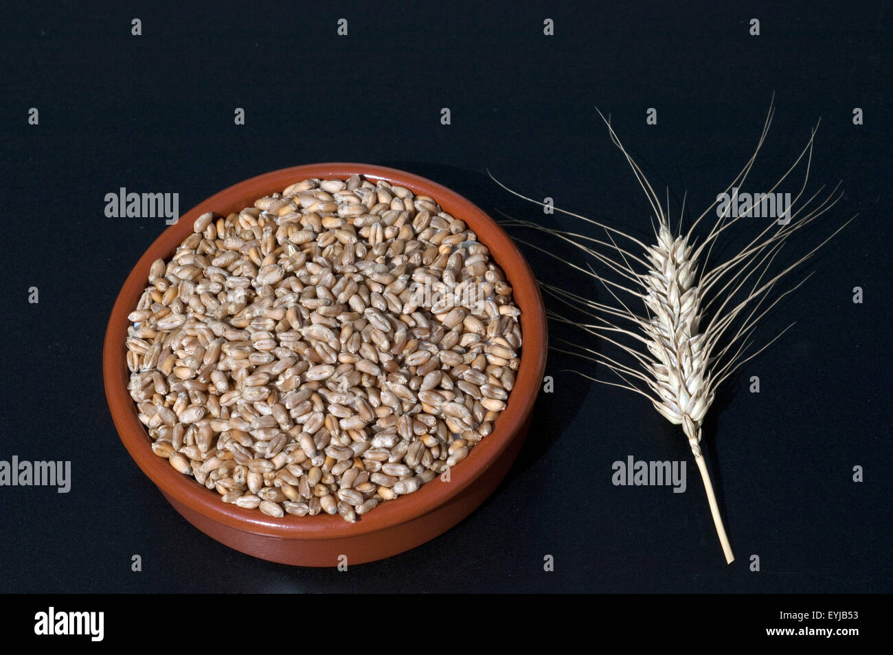 Triticale, Wintertriticale, Triticosecale, rimpauii Stock Photo - Alamy