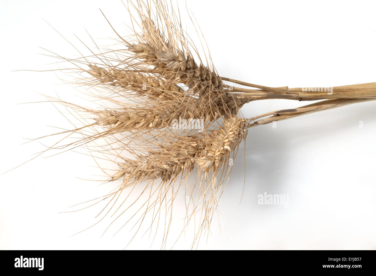 Triticale, Wintertriticale, Triticosecale, rimpauii Stock Photo - Alamy